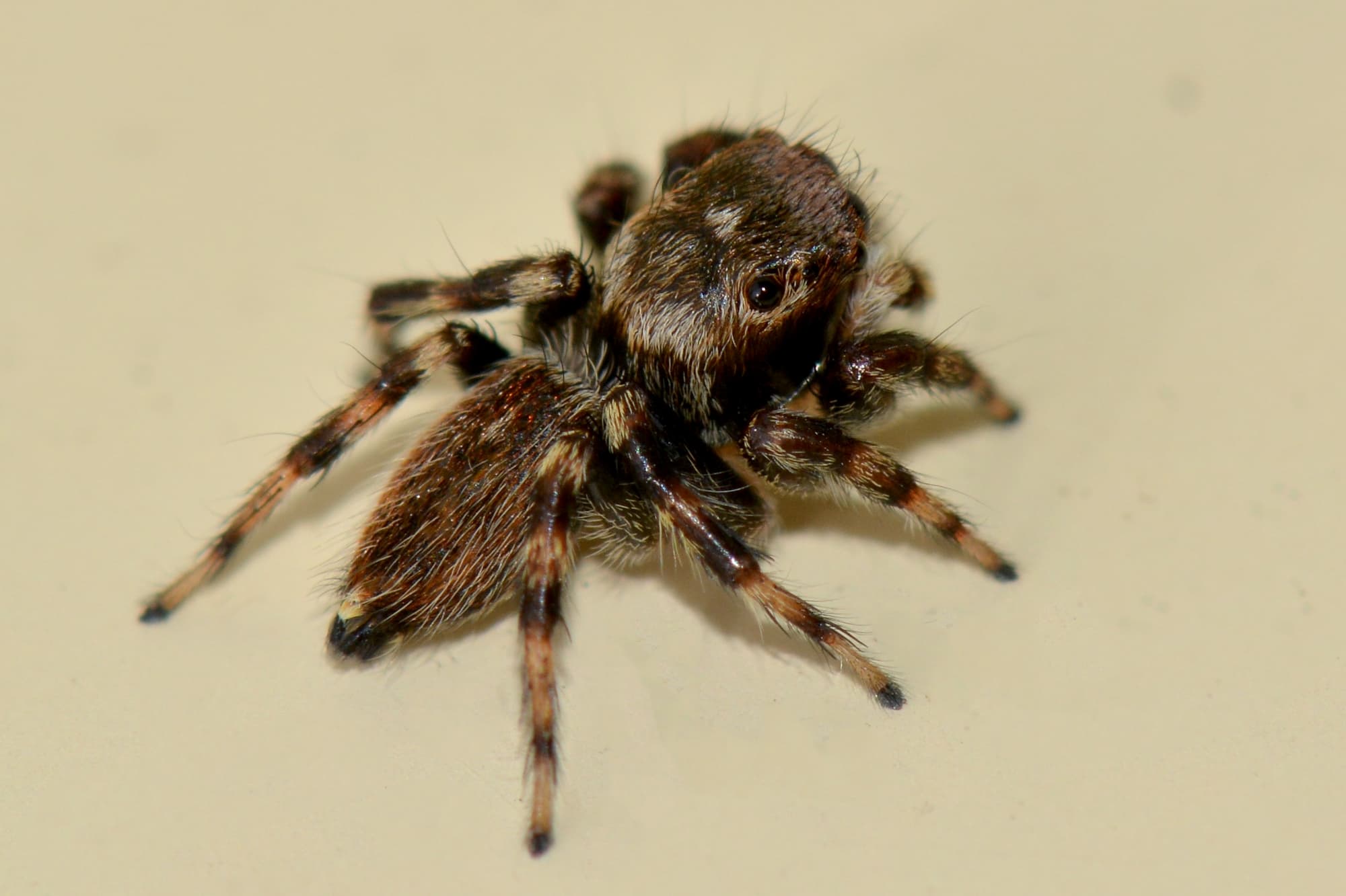 Maratus griseus – Ausemade