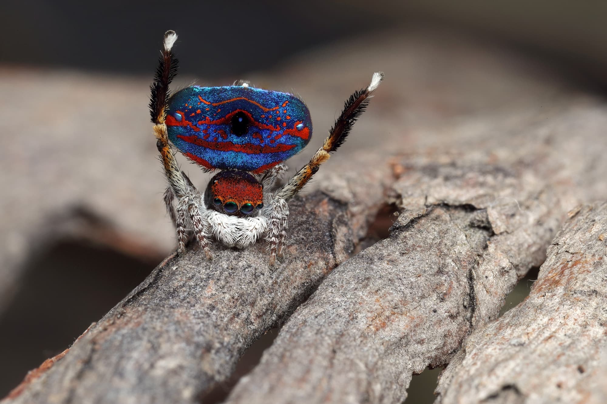 Maratus hortorum – Ausemade