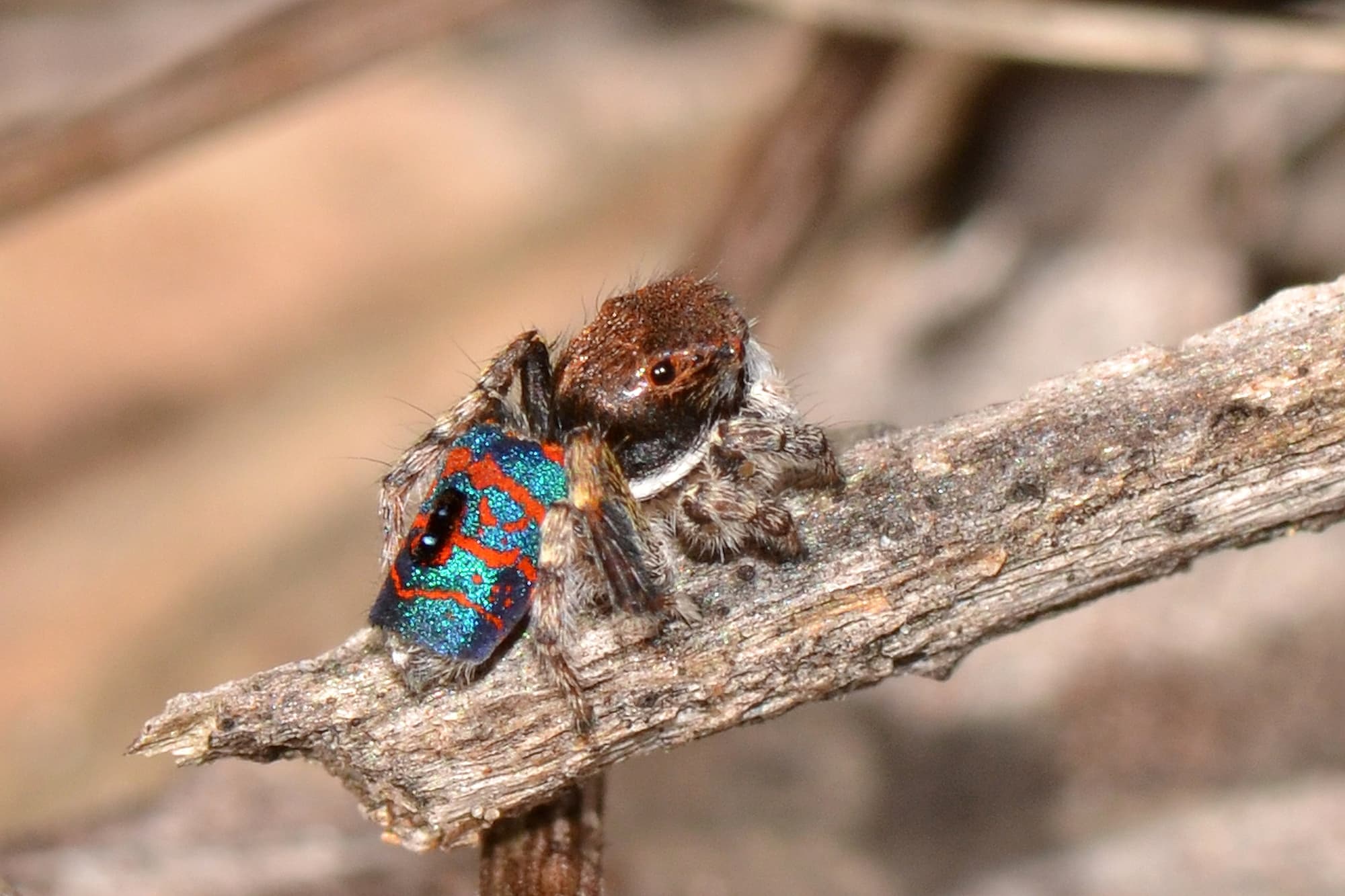 Maratus hortorum – Ausemade