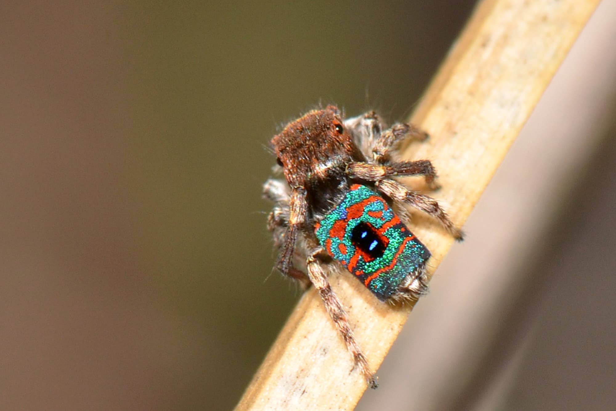 Maratus hortorum – Ausemade