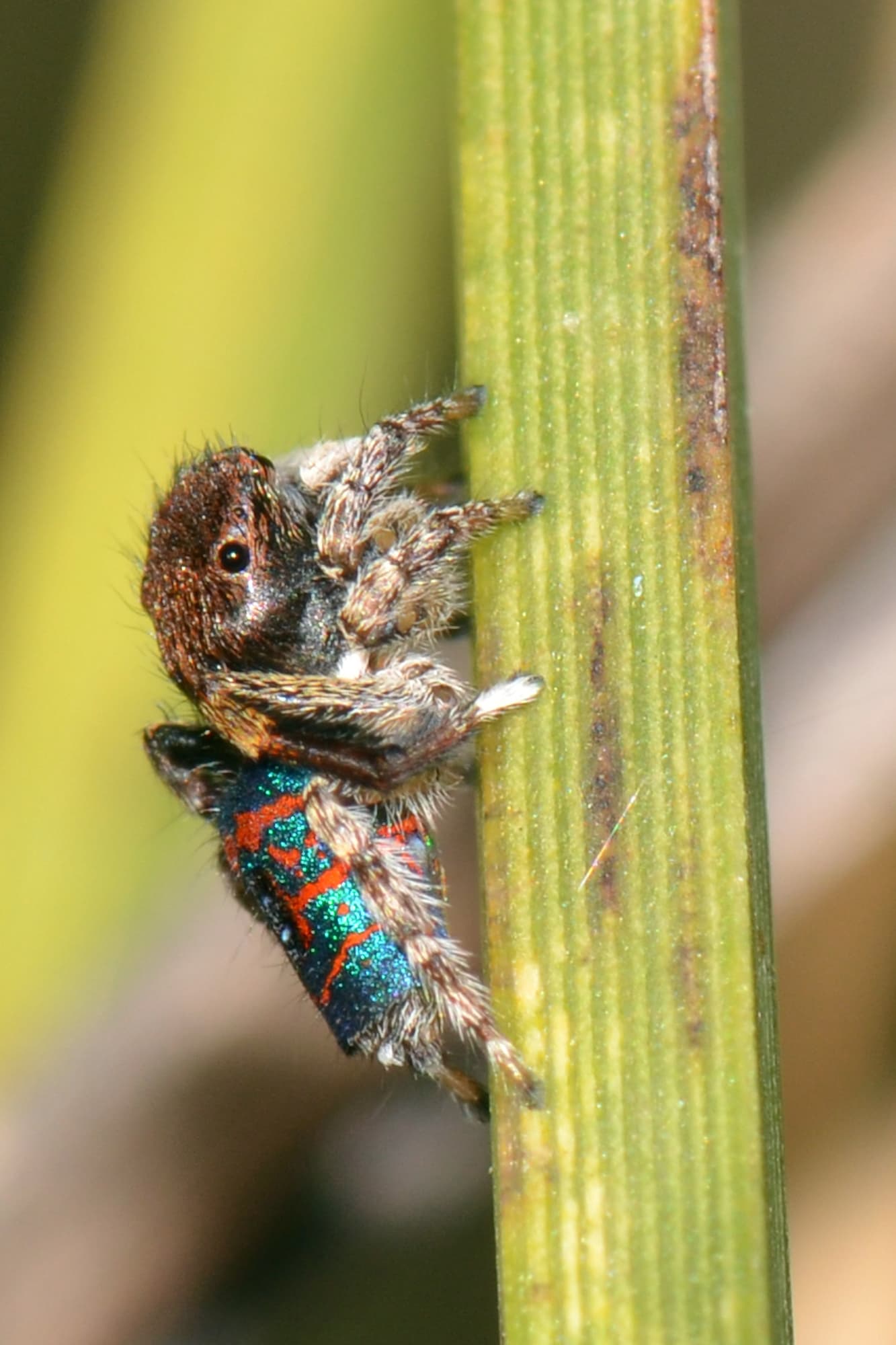 Maratus hortorum – Ausemade