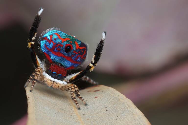 Maratus madelineae – Ausemade
