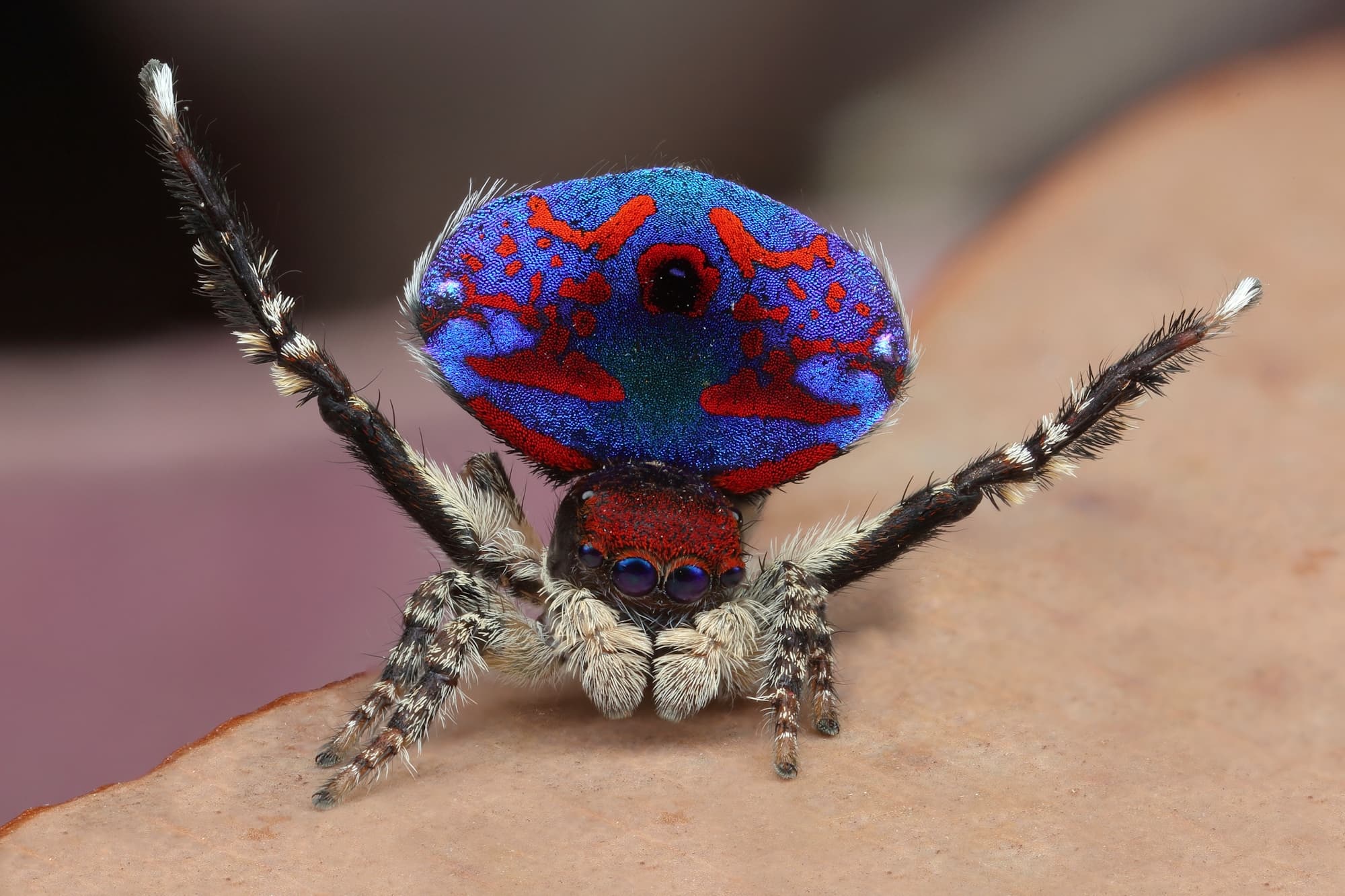 Maratus madelineae – Ausemade
