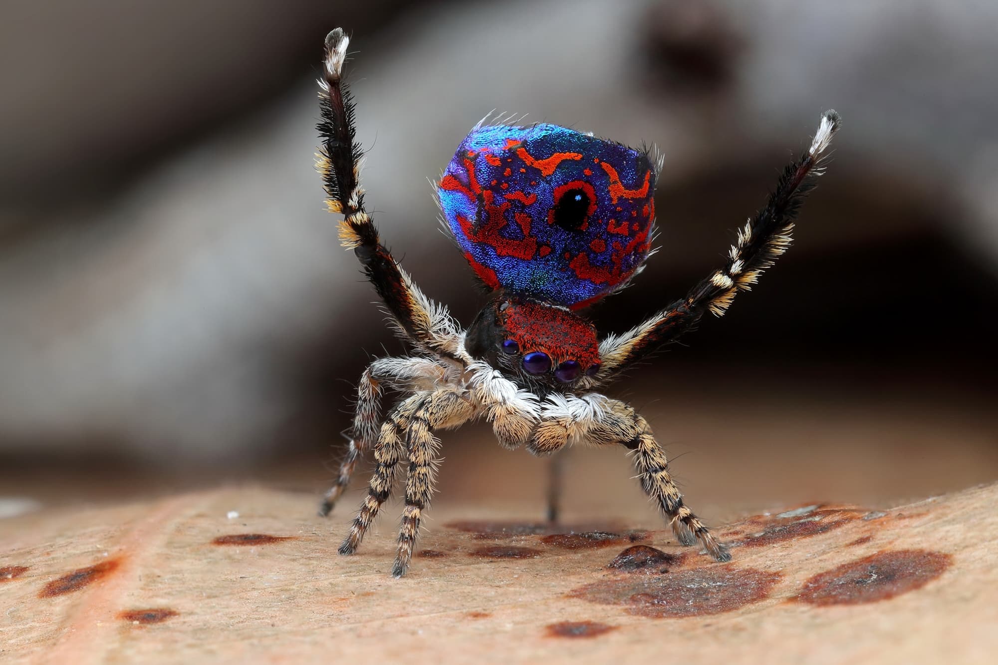 Maratus madelineae – Ausemade
