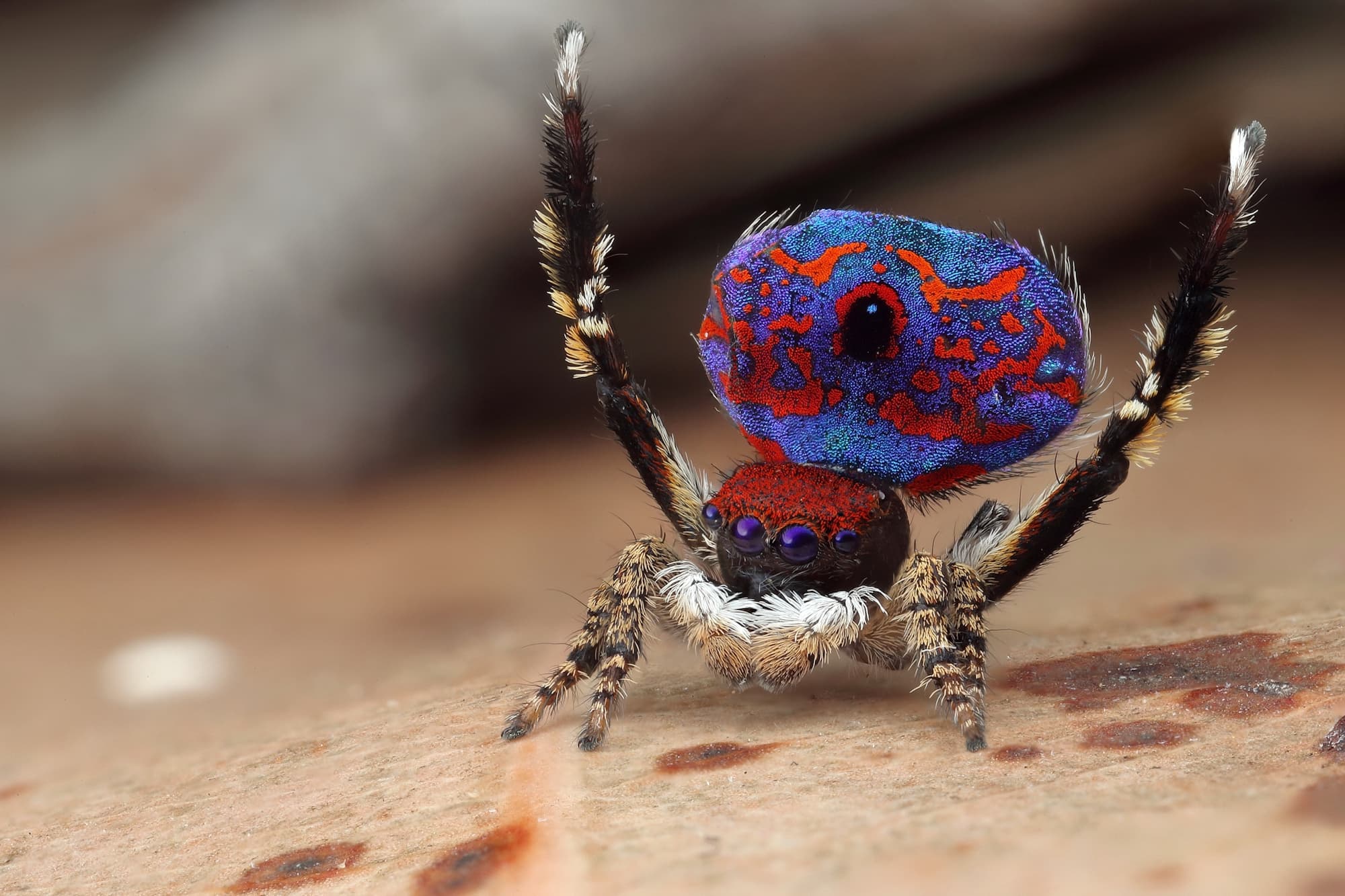 Maratus madelineae – Ausemade