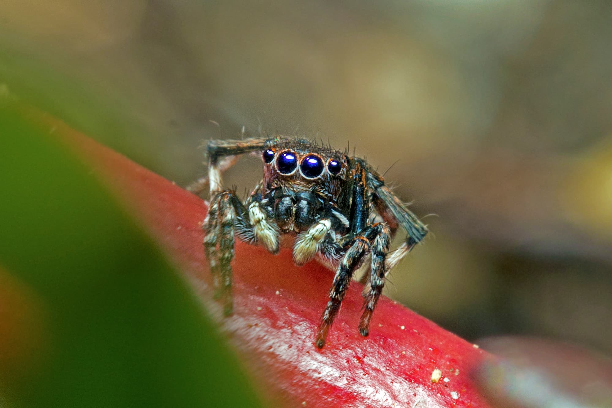 Maratus nigromaculatus – Ausemade