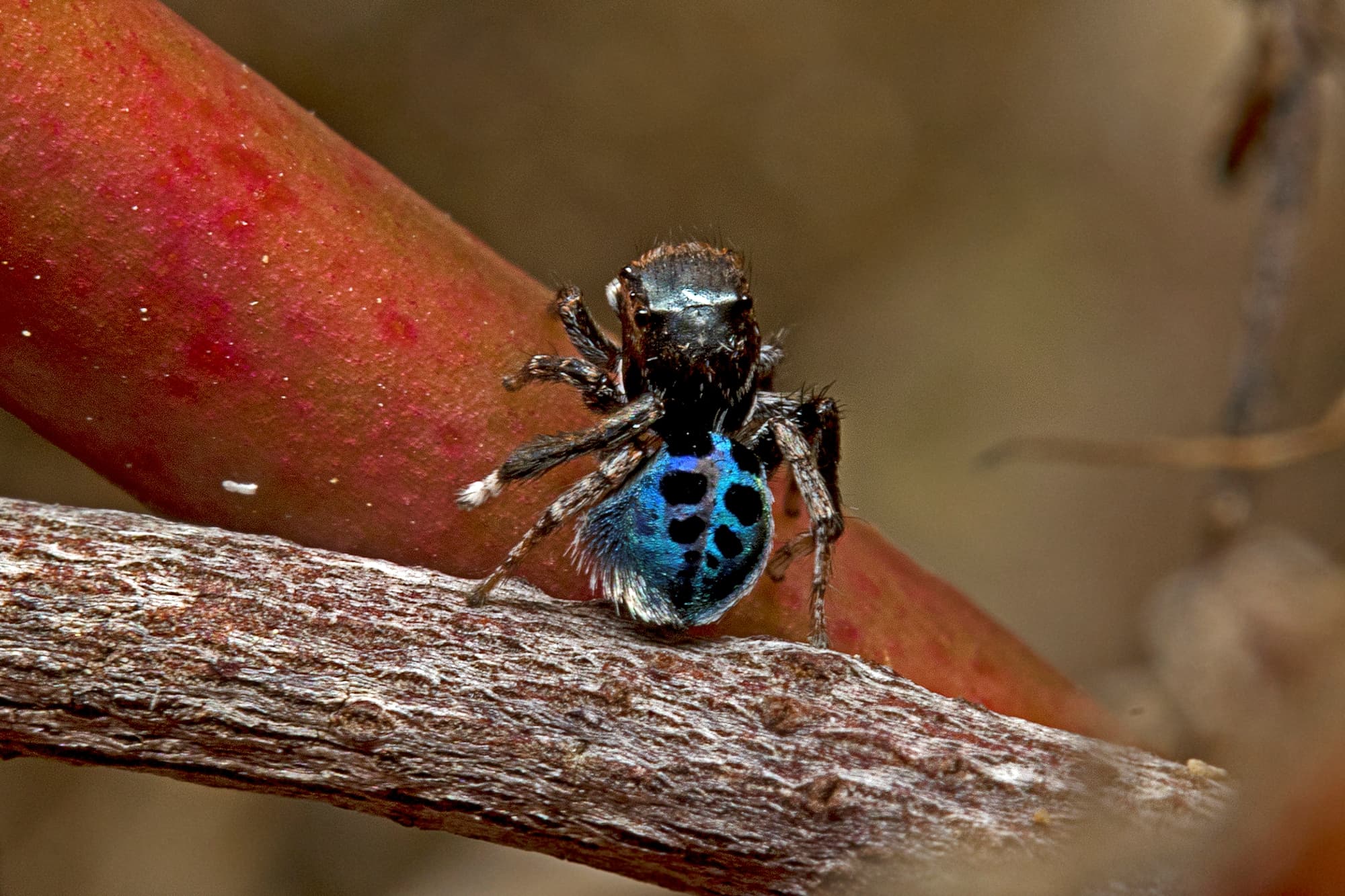 Maratus nigromaculatus – Ausemade