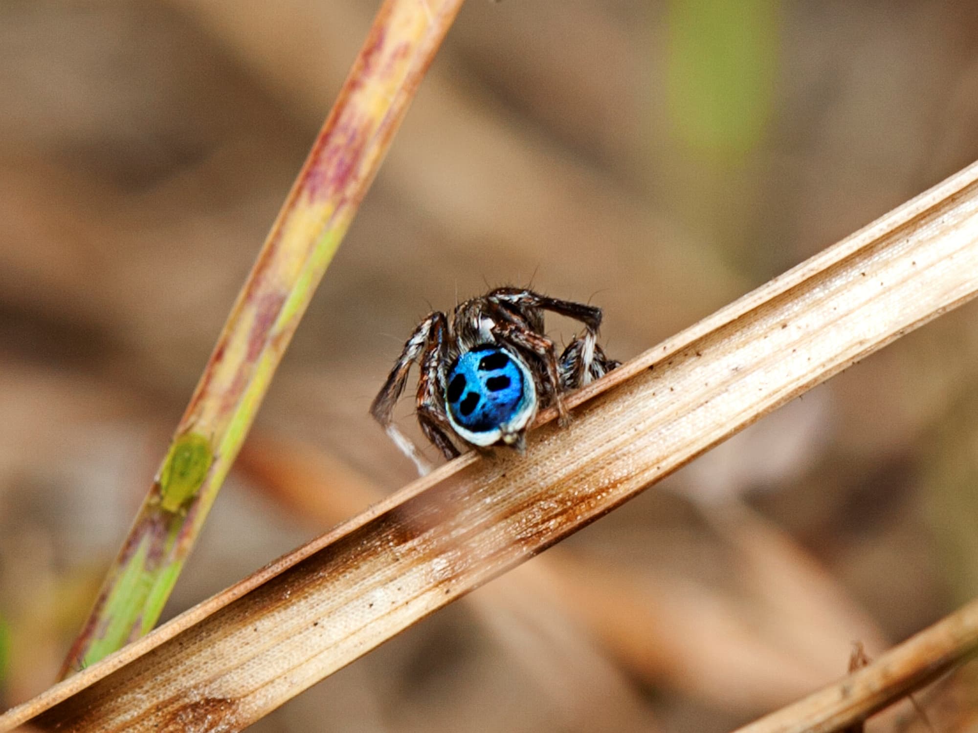 Maratus nigromaculatus – Ausemade