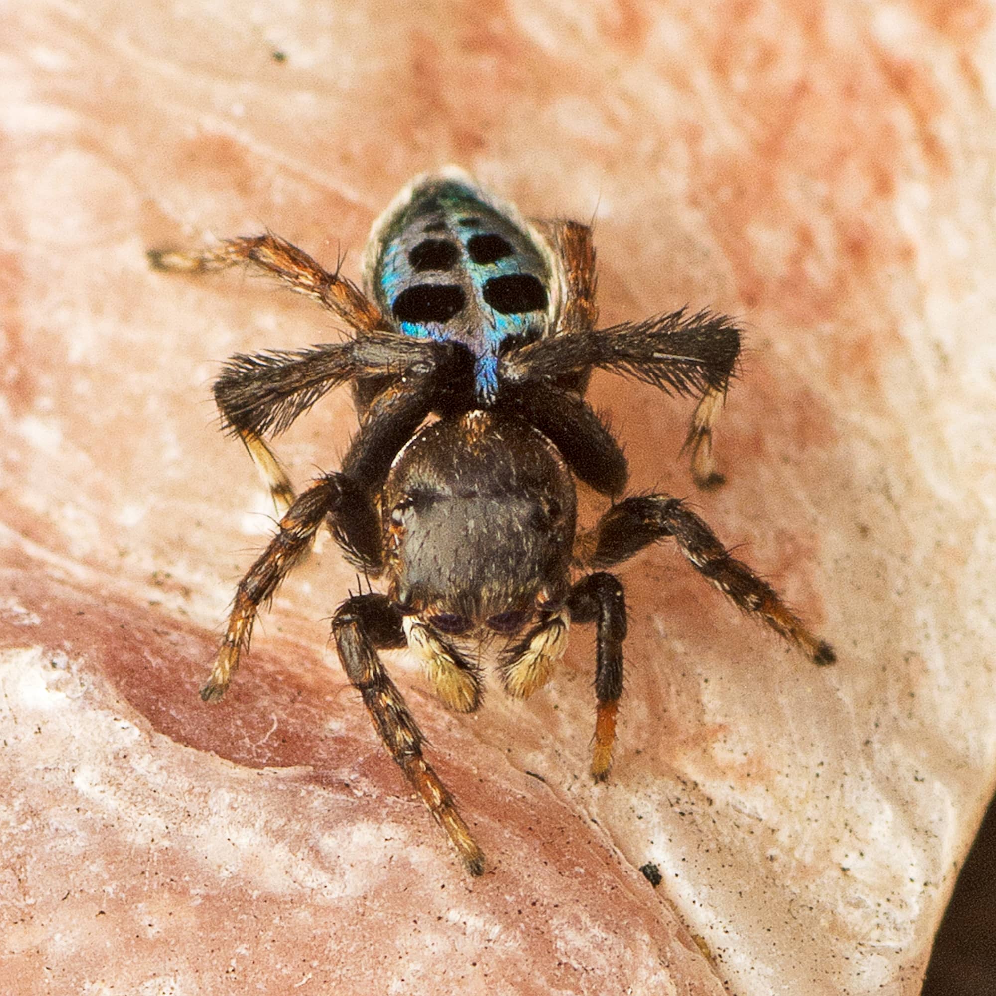 Queensland Spiders – Ausemade