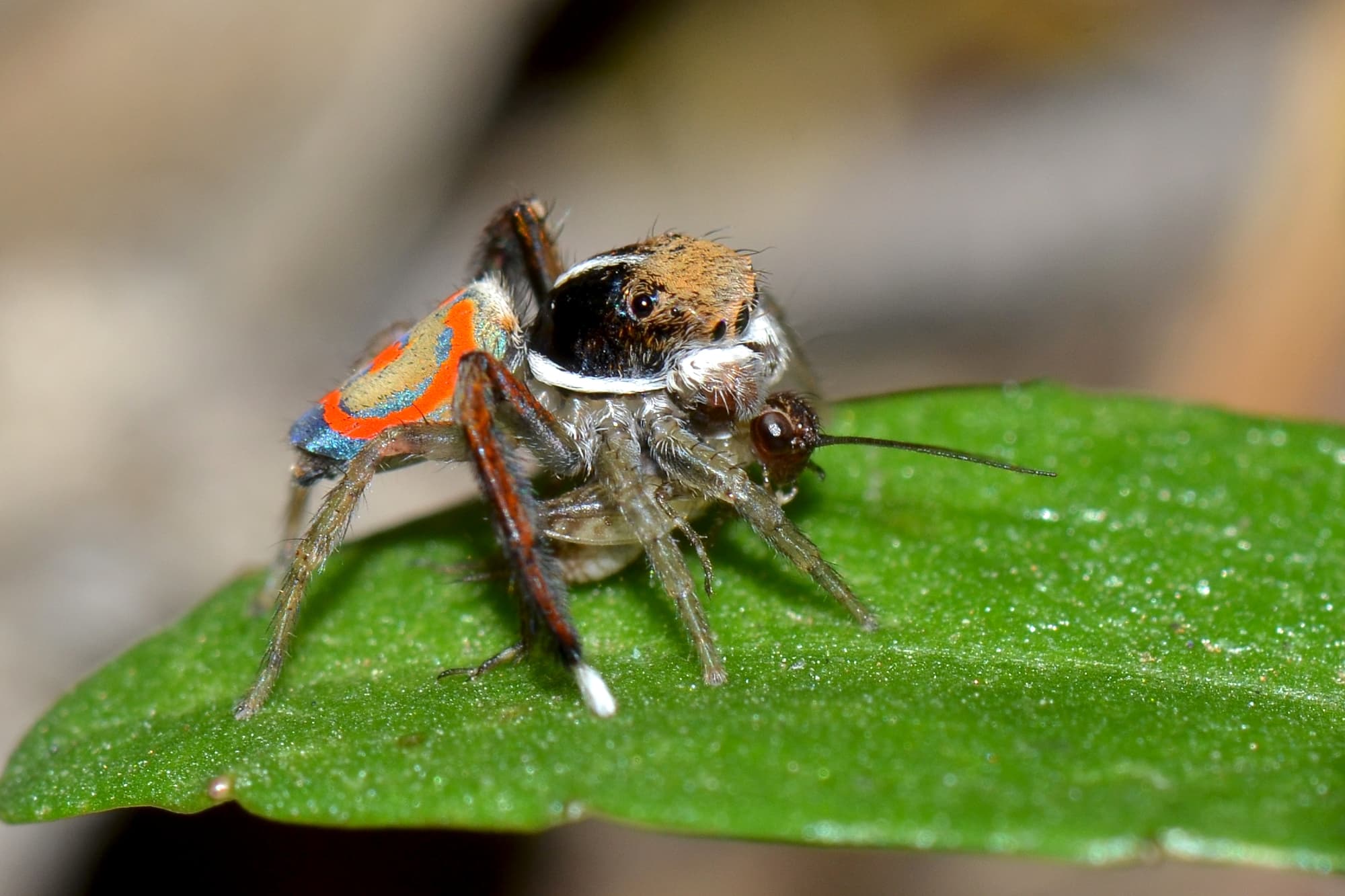 Maratus pavonis – Ausemade