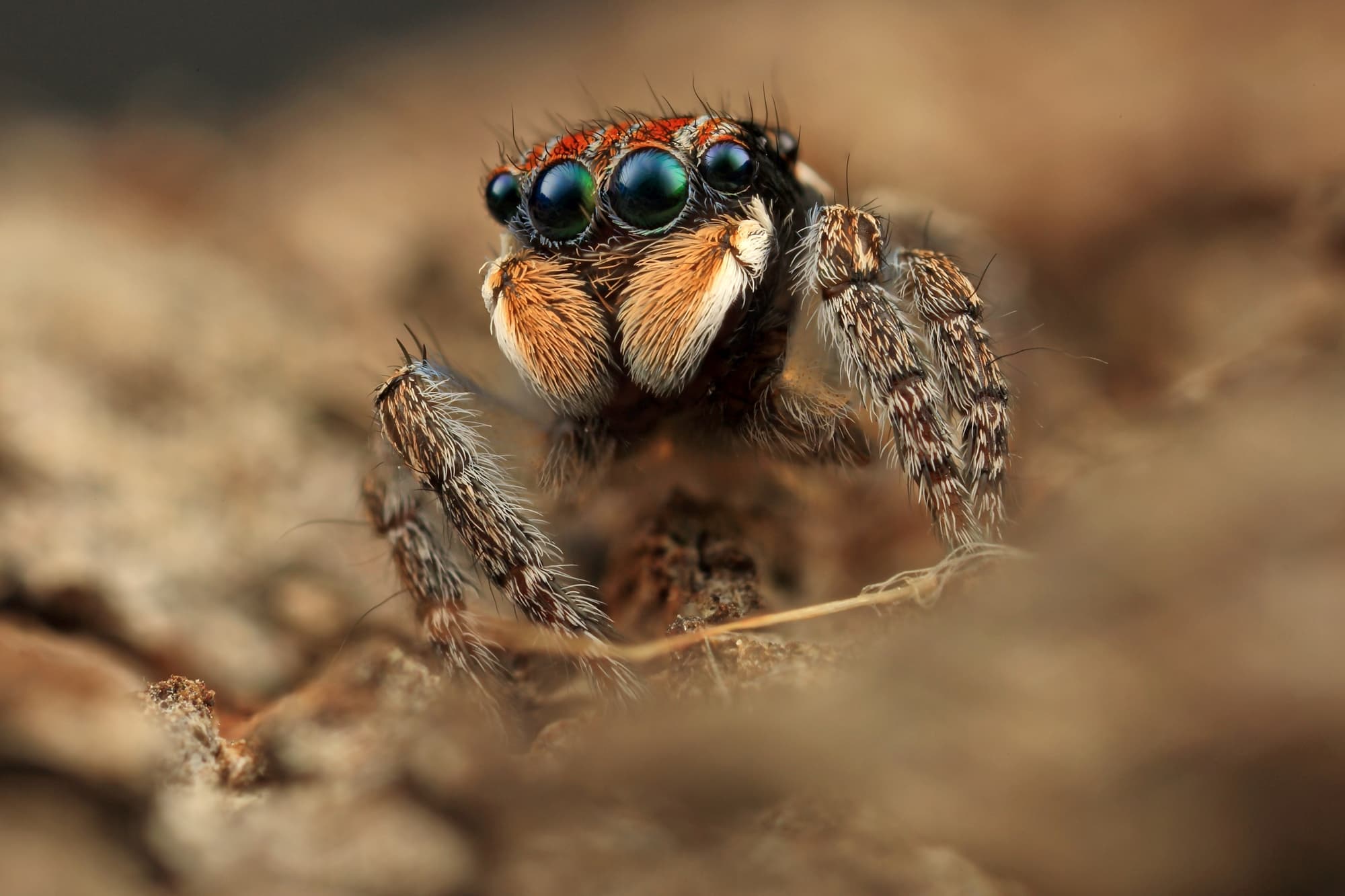 Maratus plumosus – Ausemade
