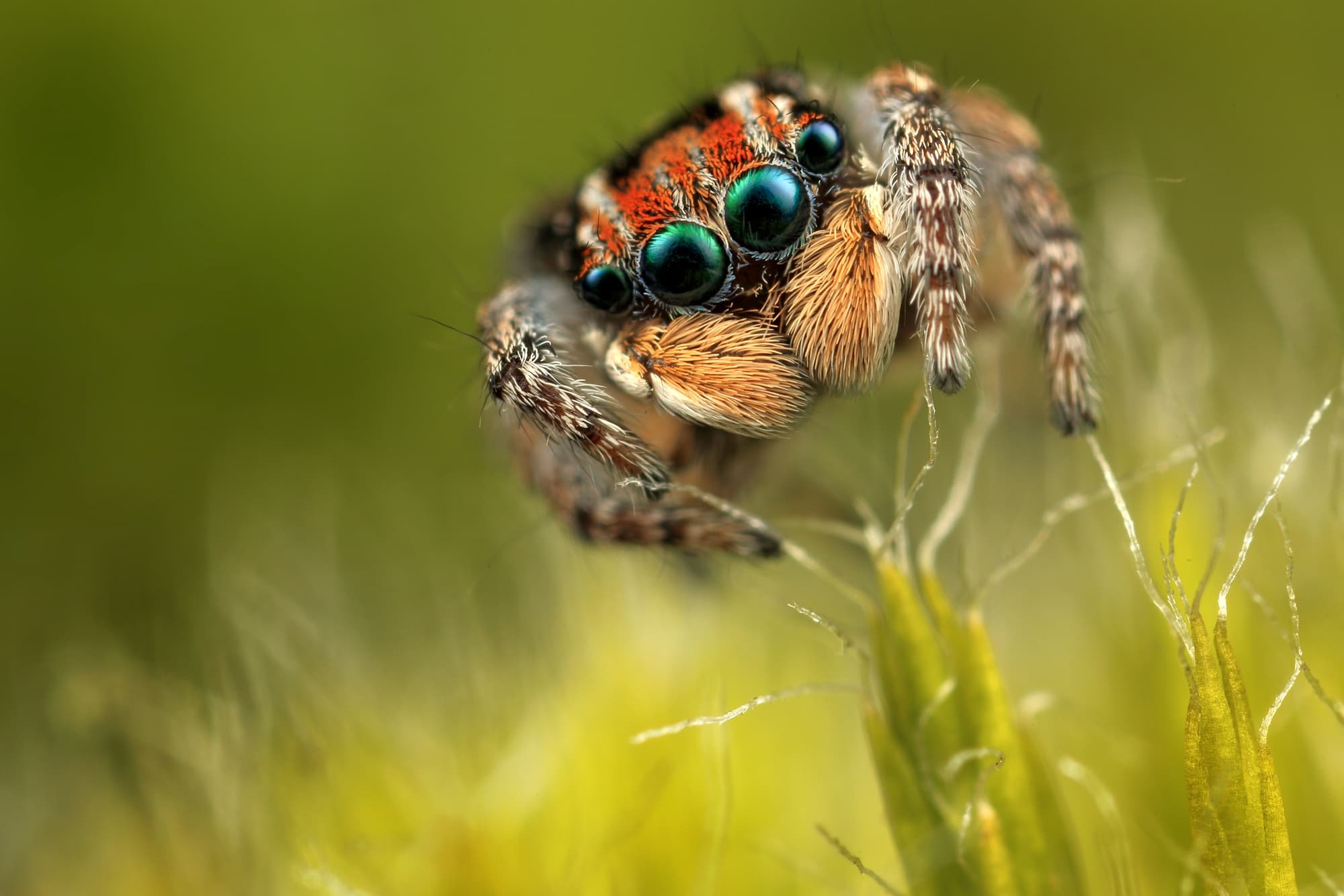 Maratus plumosus – Ausemade