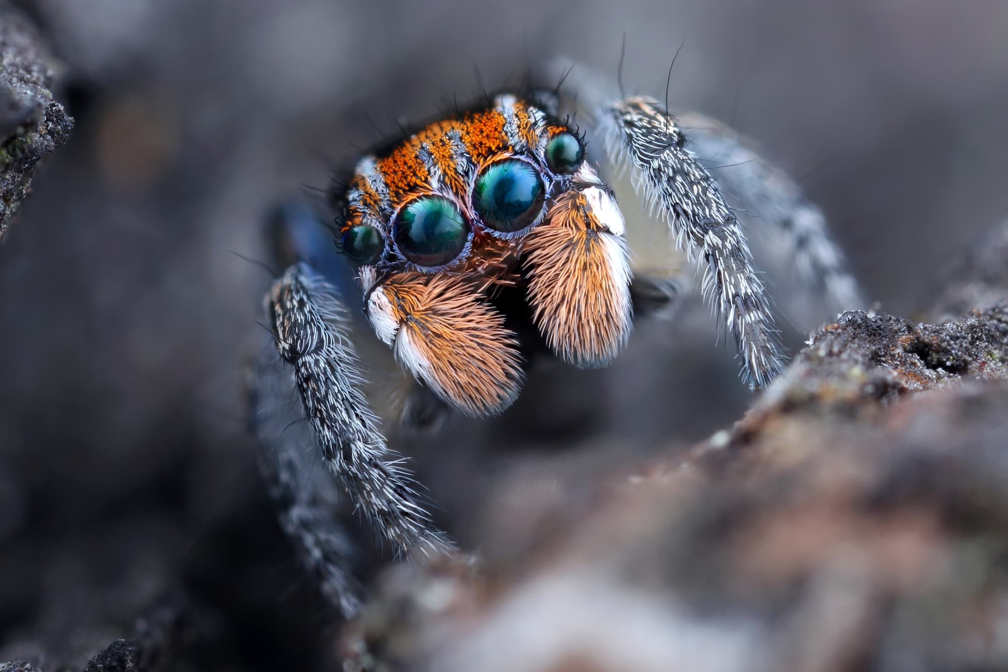 Maratus plumosus – Ausemade