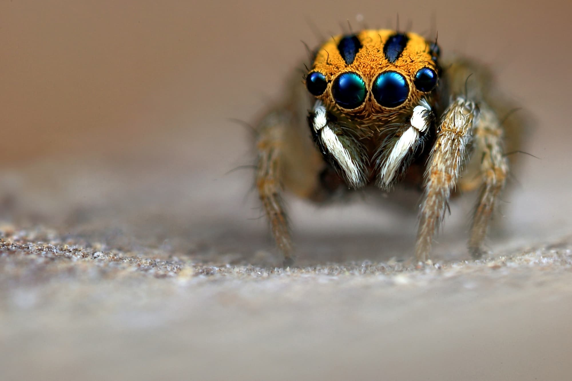 Maratus purcellae – Ausemade