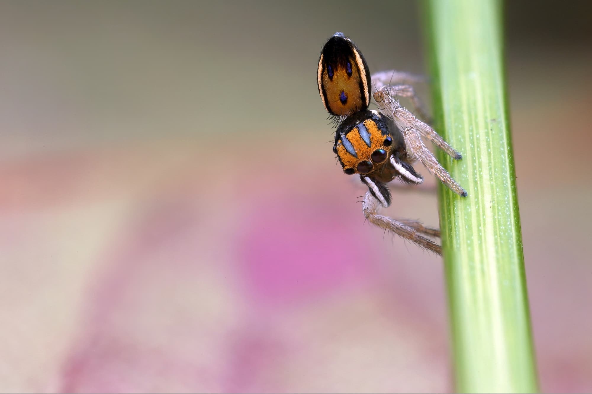 Maratus purcellae – Ausemade