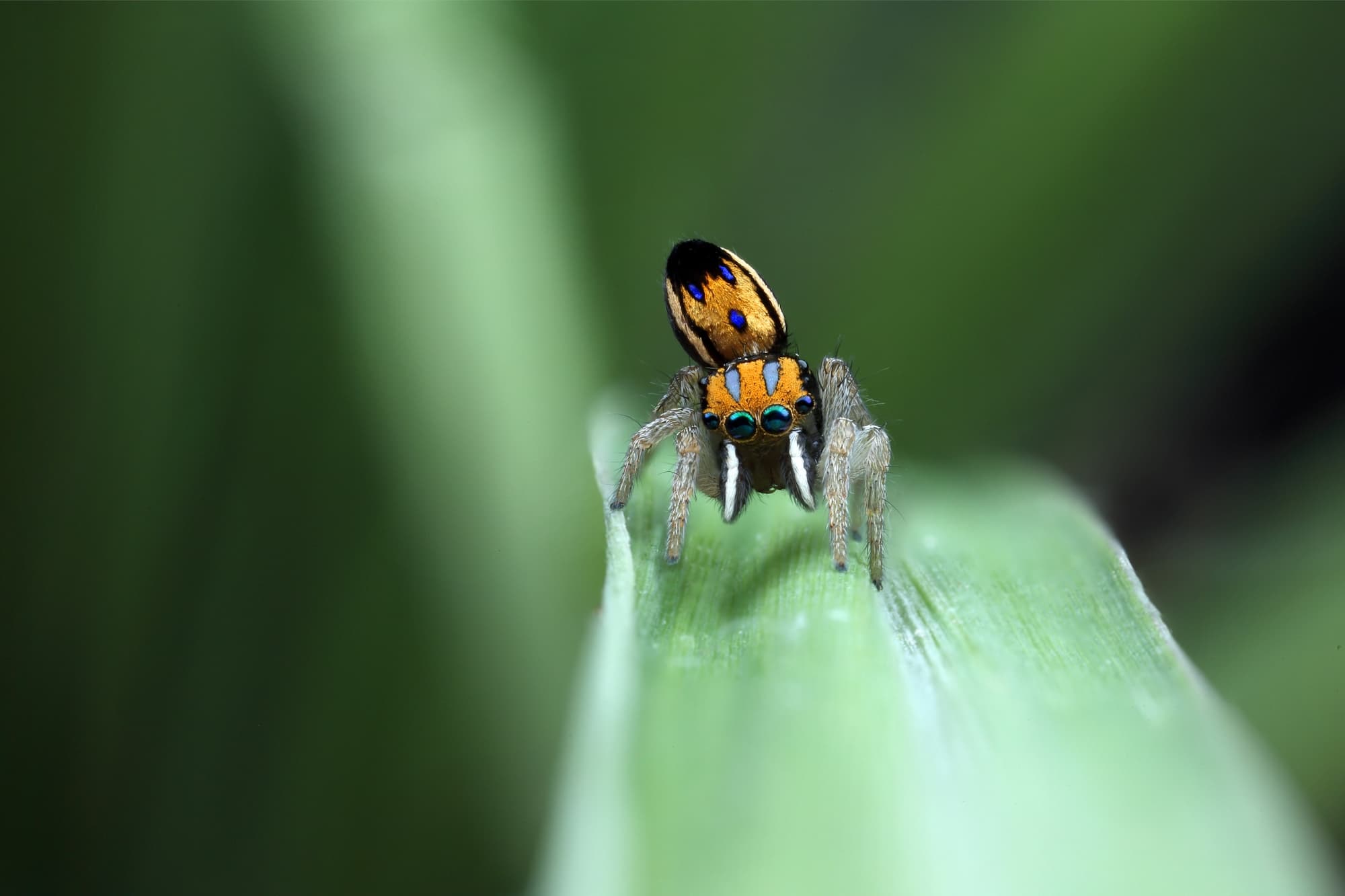 Maratus purcellae – Ausemade