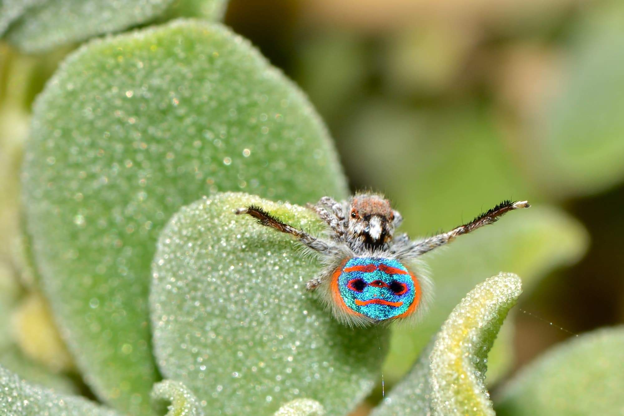Maratus speciosus – Ausemade