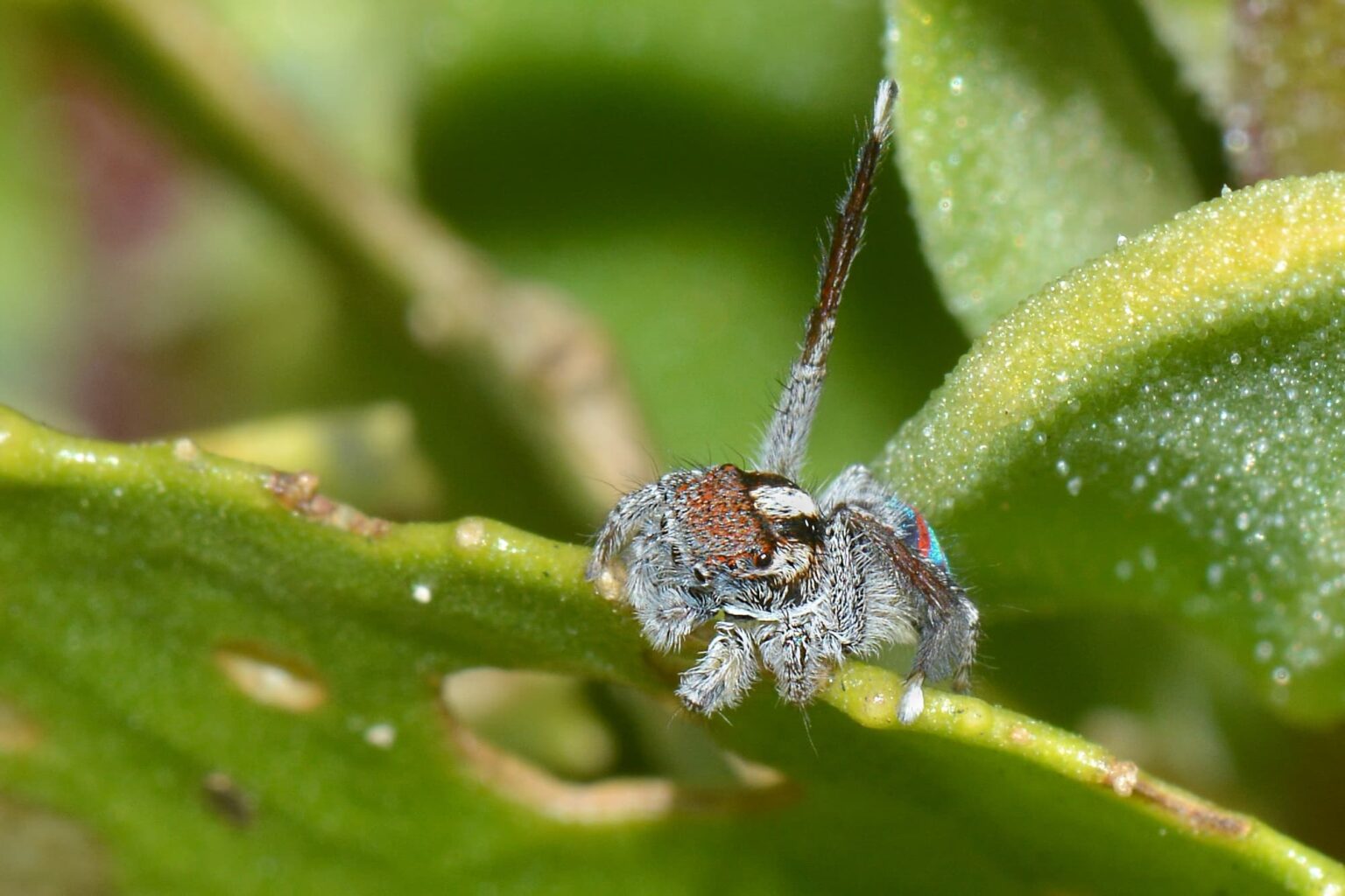 Maratus speciosus – Ausemade