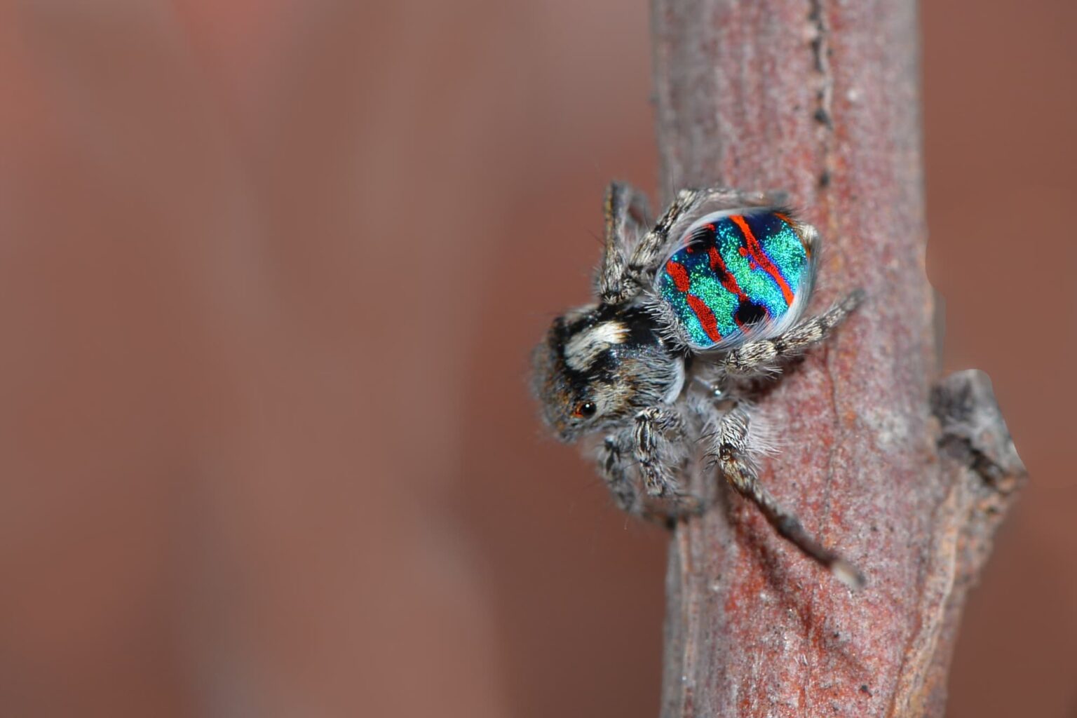 Maratus speciosus – Ausemade