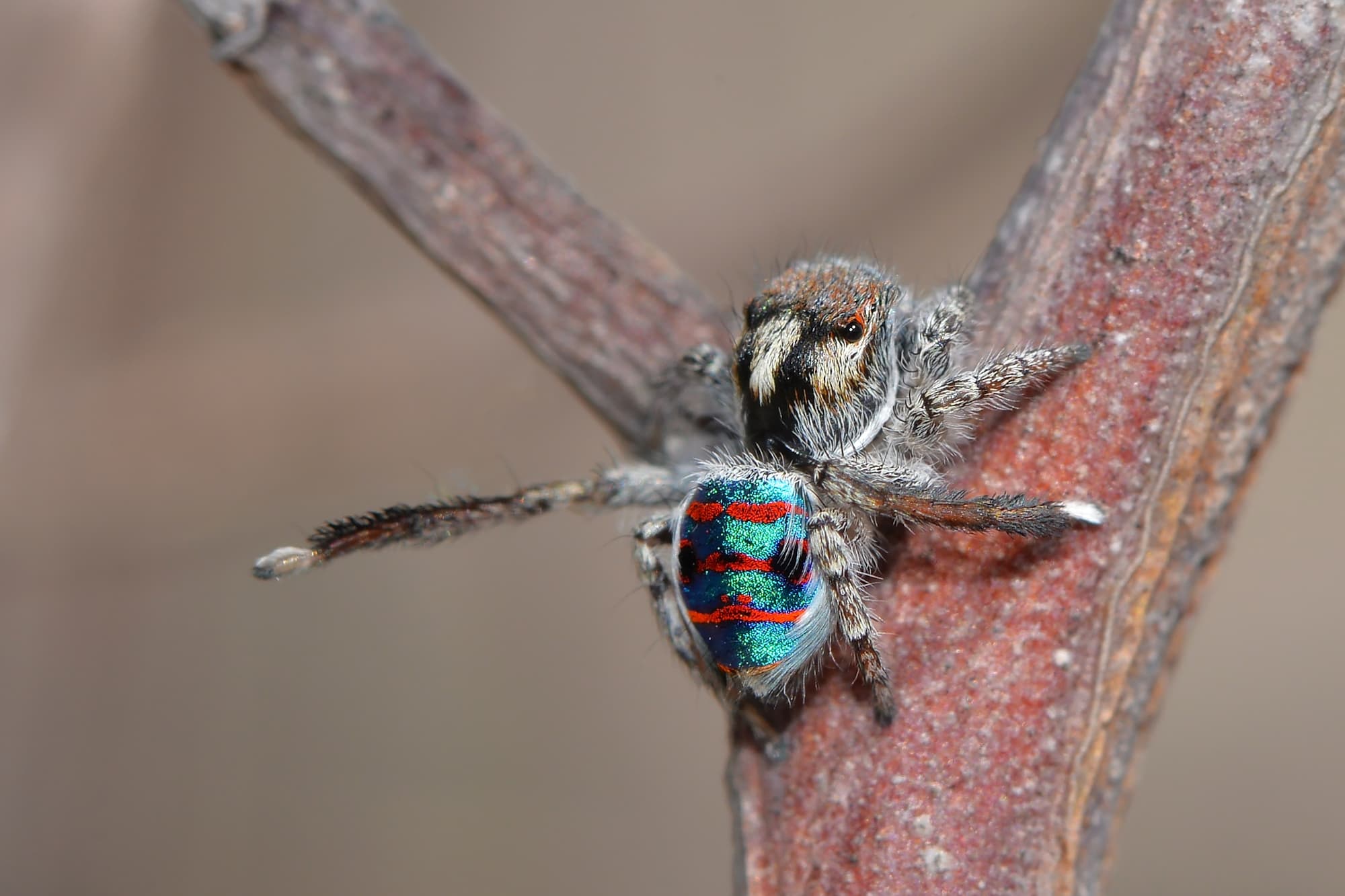 Maratus speciosus – Ausemade