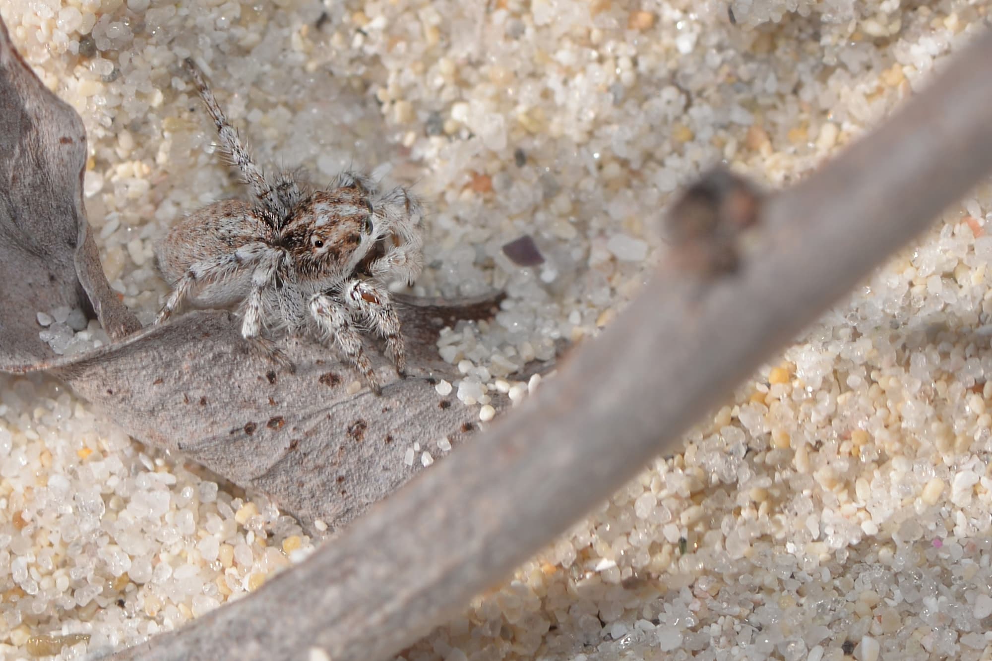 Maratus speculifer – Ausemade