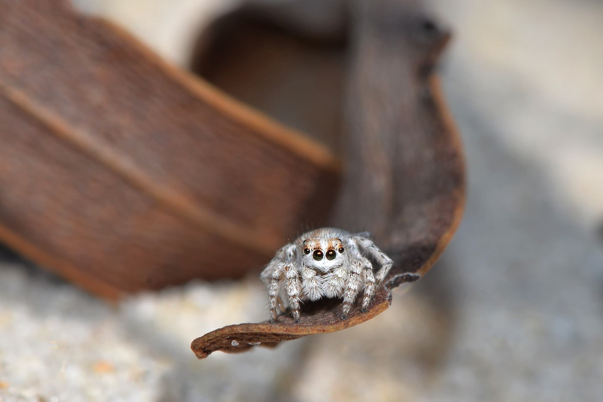 Maratus speculifer – Ausemade