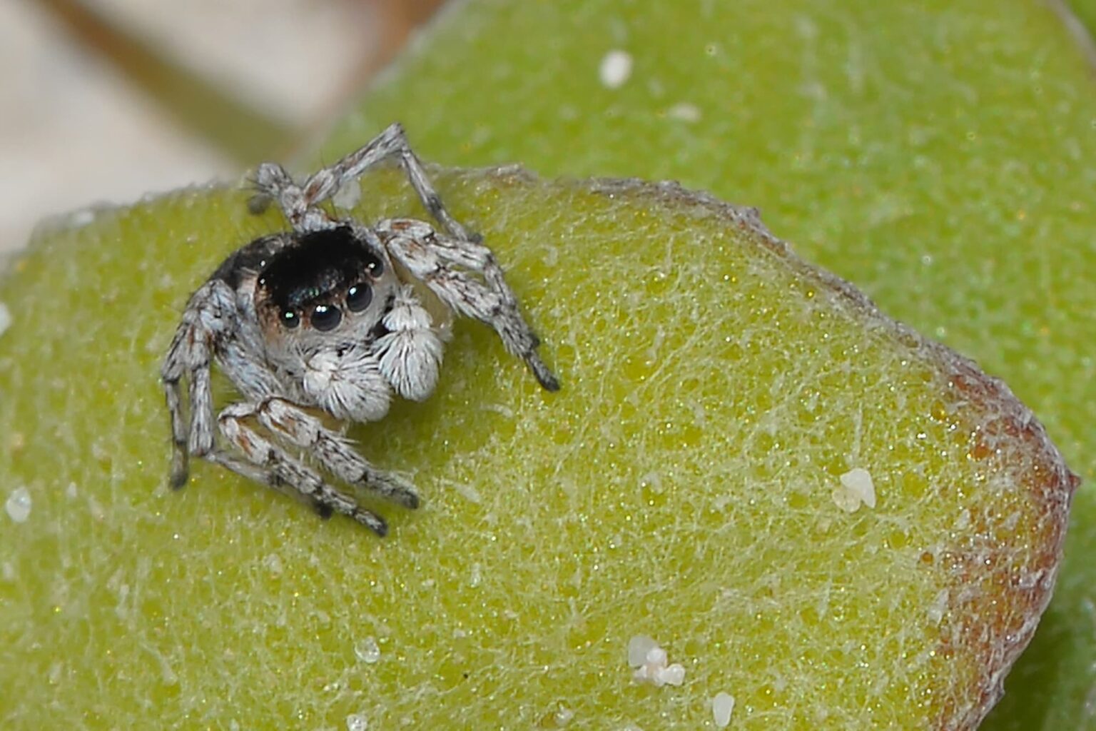 Maratus speculifer – Ausemade