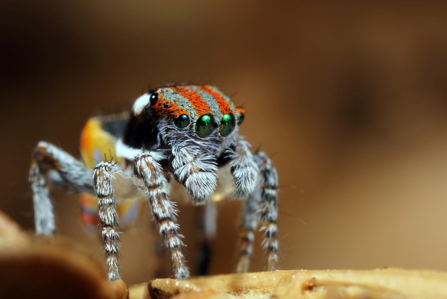 Maratus volans – Ausemade
