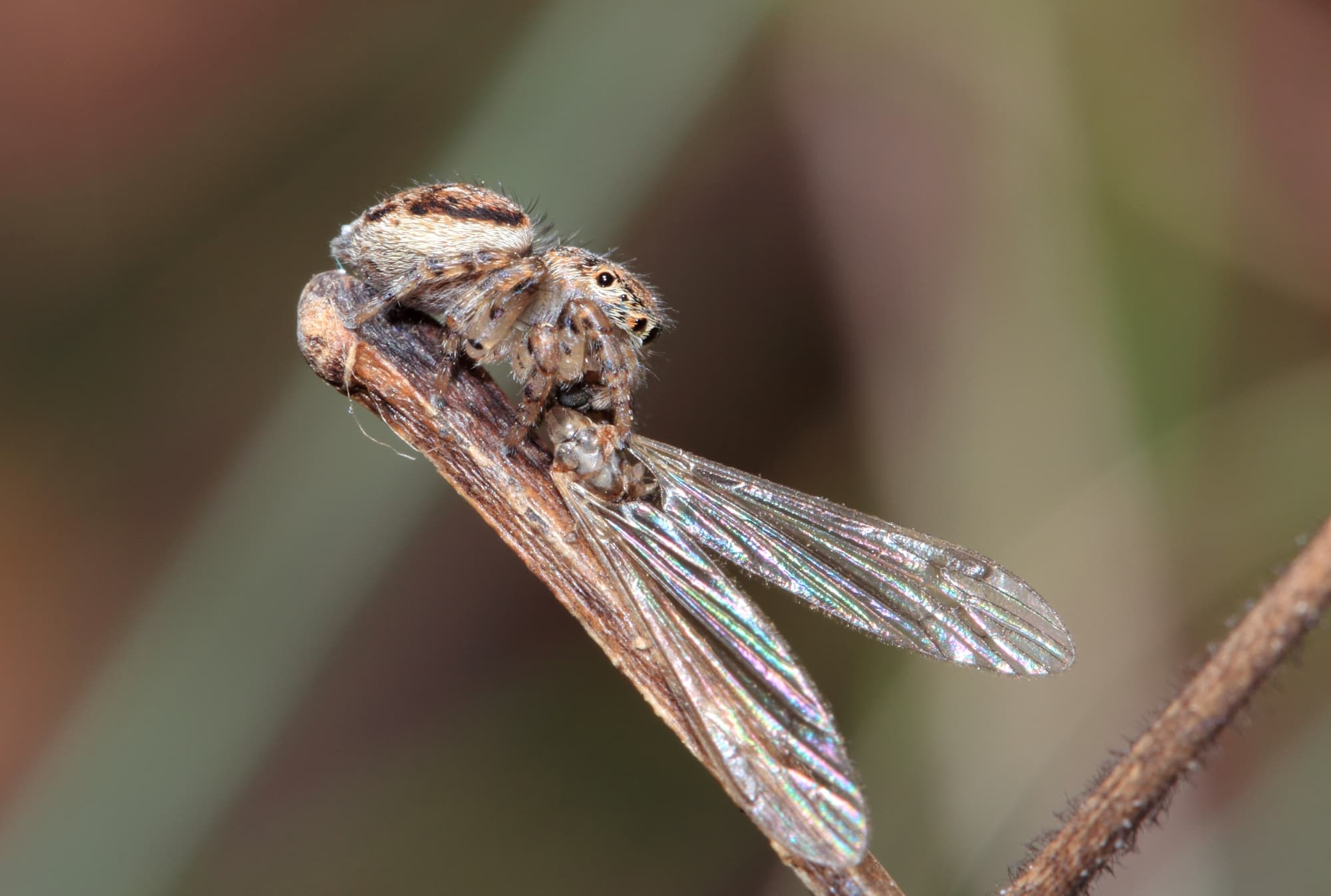 Maratus volans Female & Immature – Ausemade