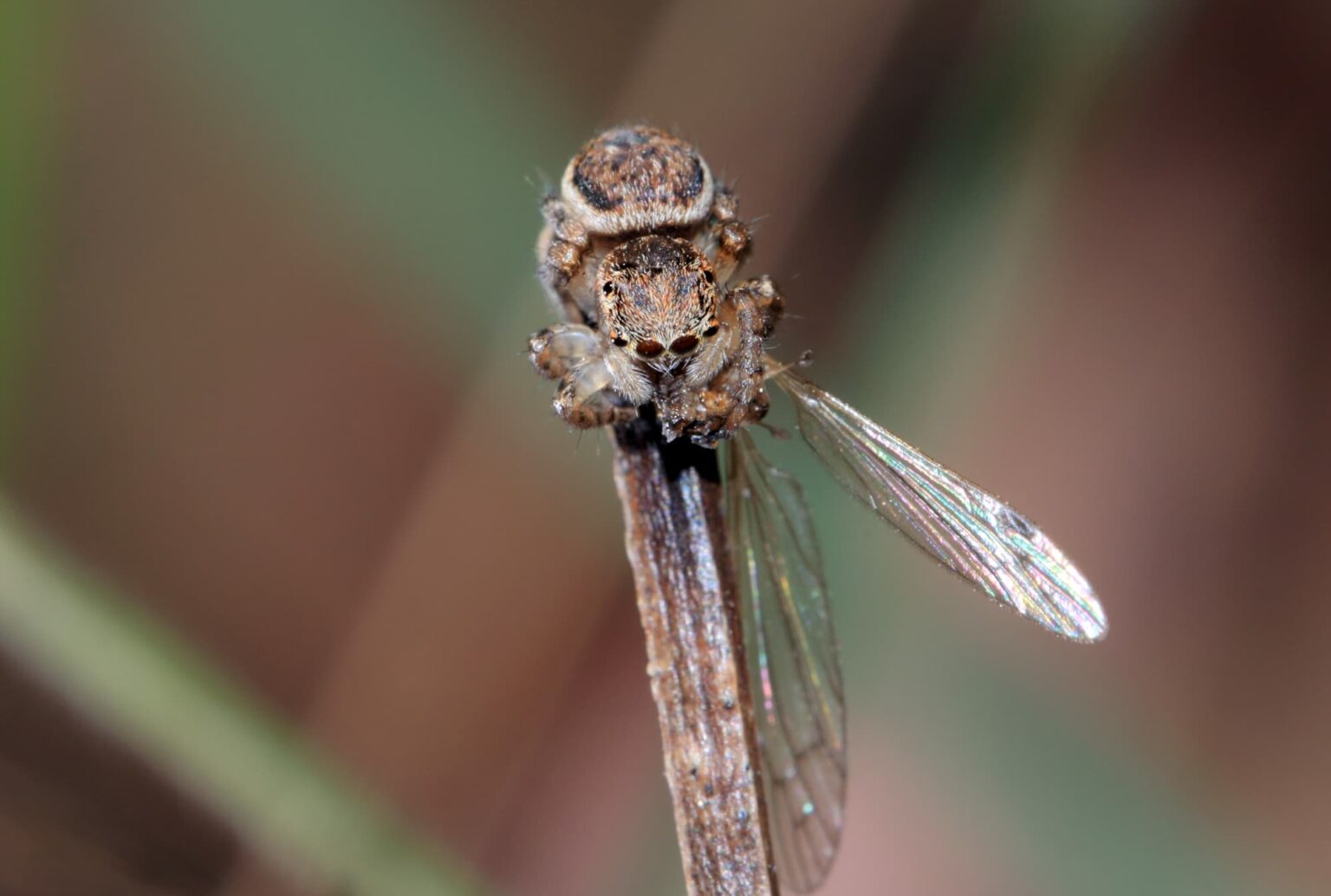 Maratus volans Female & Immature – Ausemade