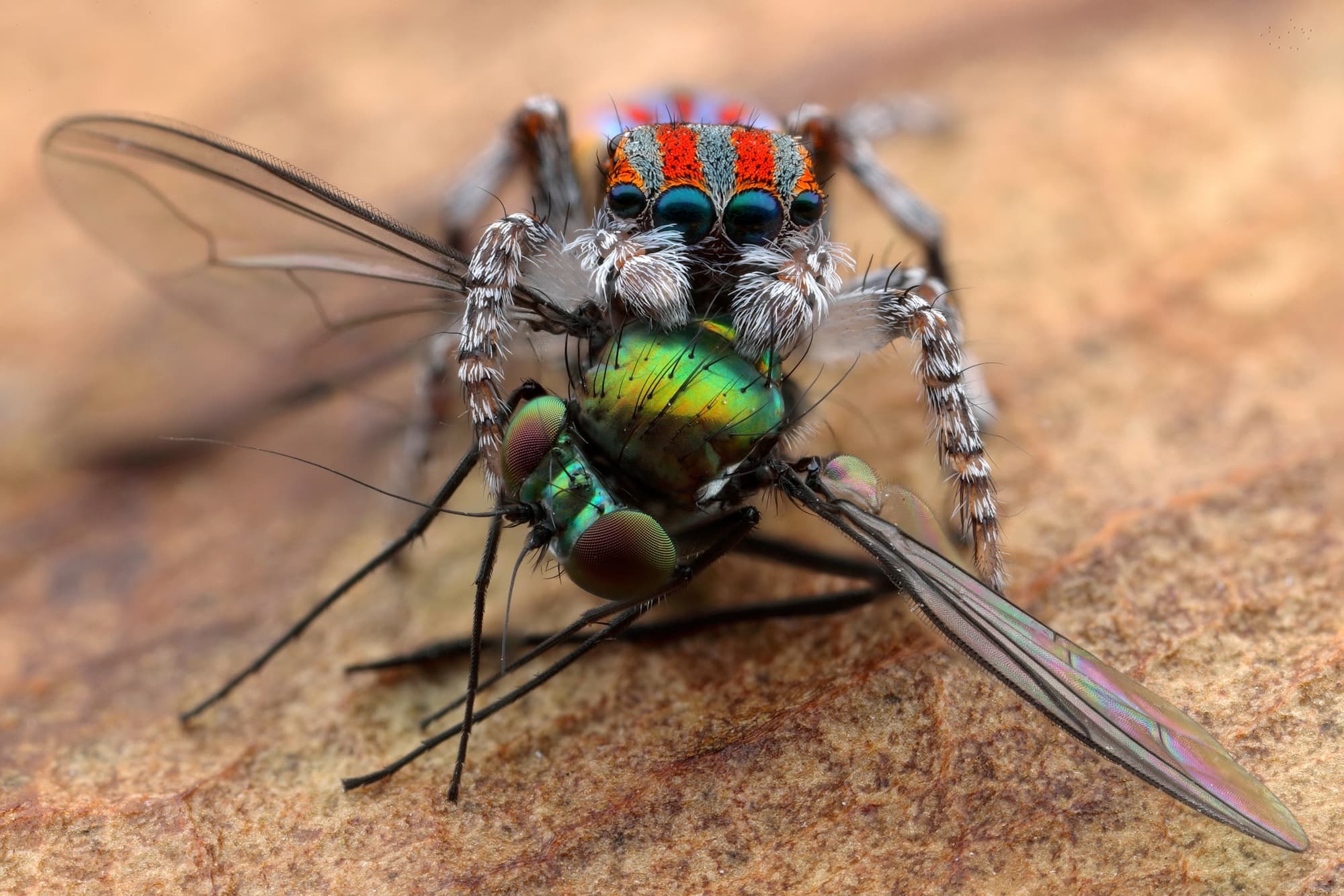 Maratus volans Prey – Ausemade