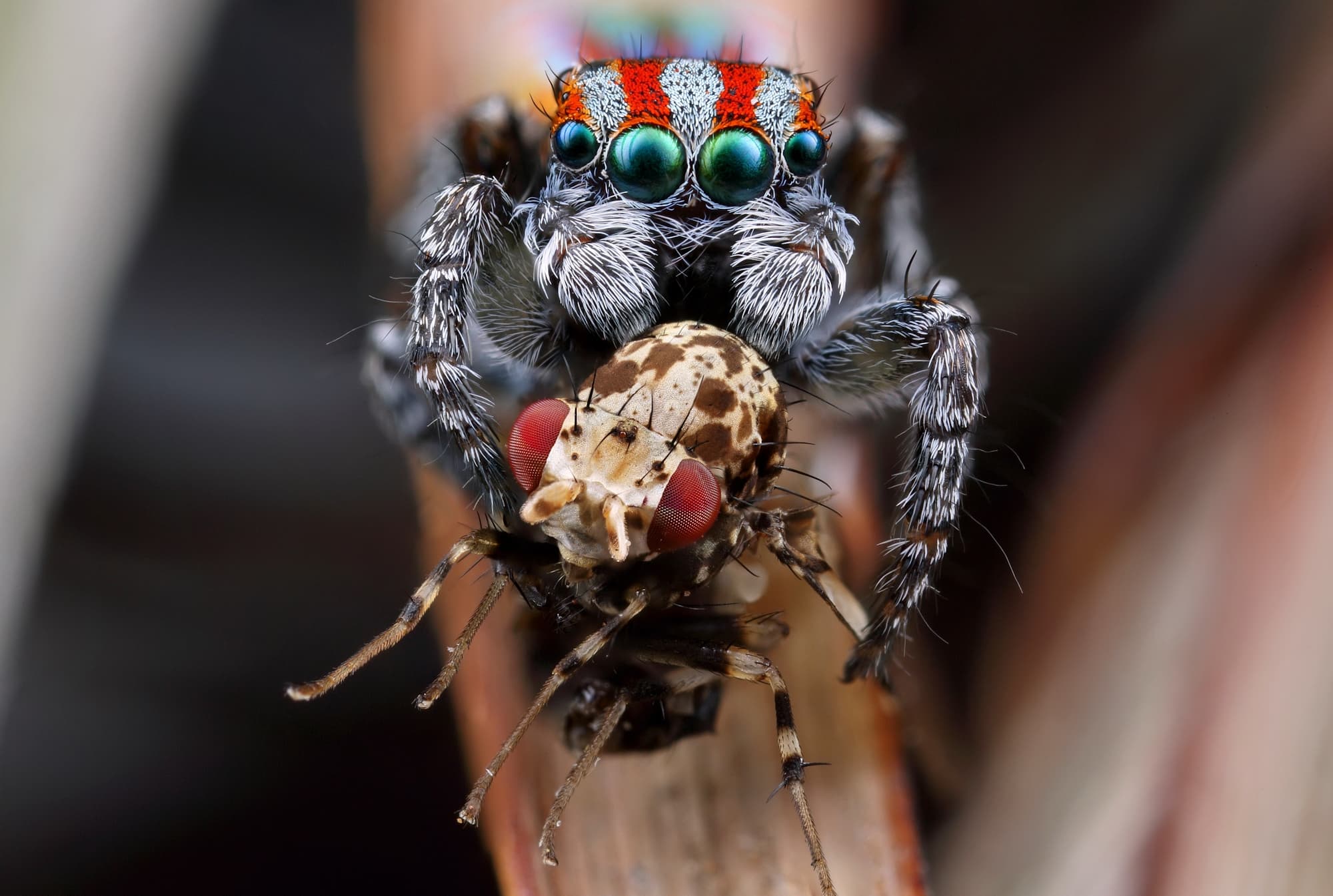 Maratus volans Prey – Ausemade