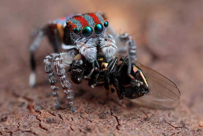 Maratus volans Prey – Ausemade
