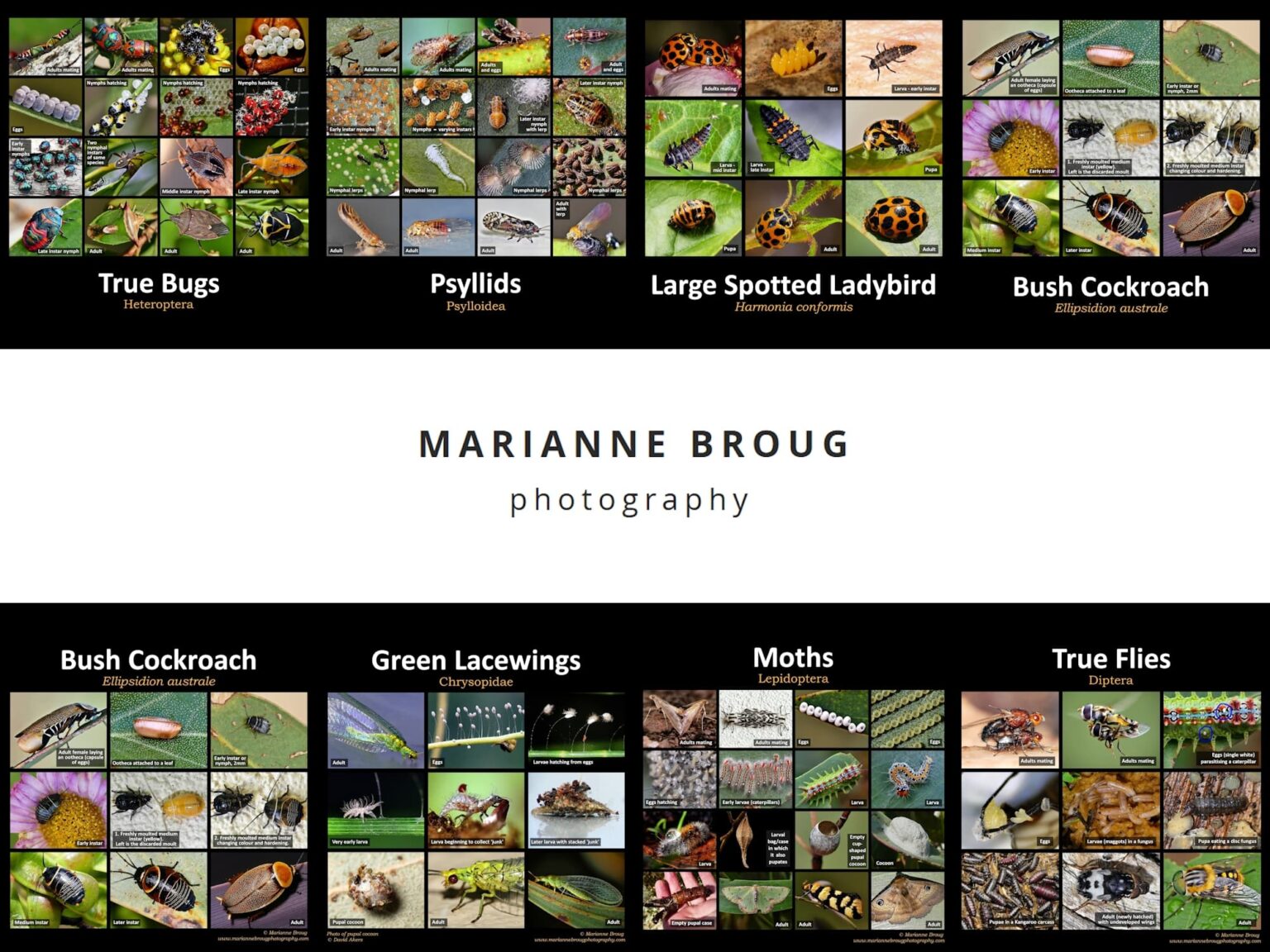 Insects Life Cycle… – Ausemade