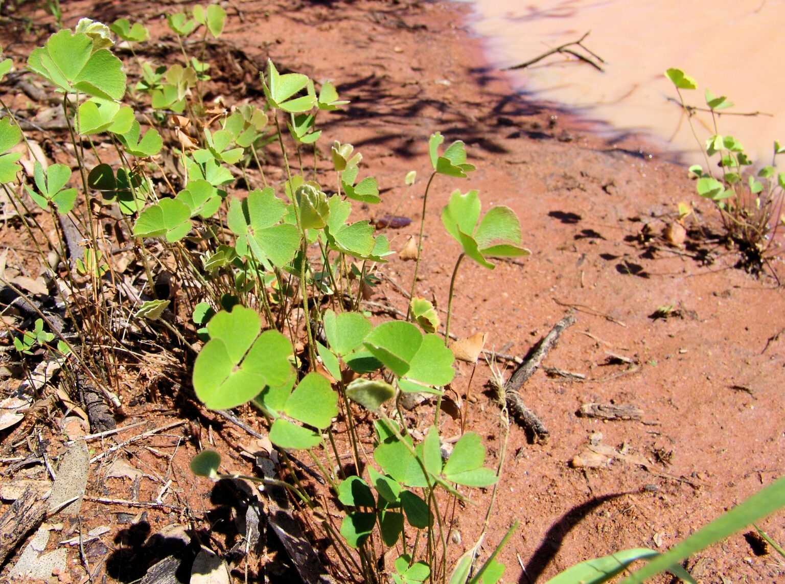 Nardoo (Marsilea drummondii) – Ausemade