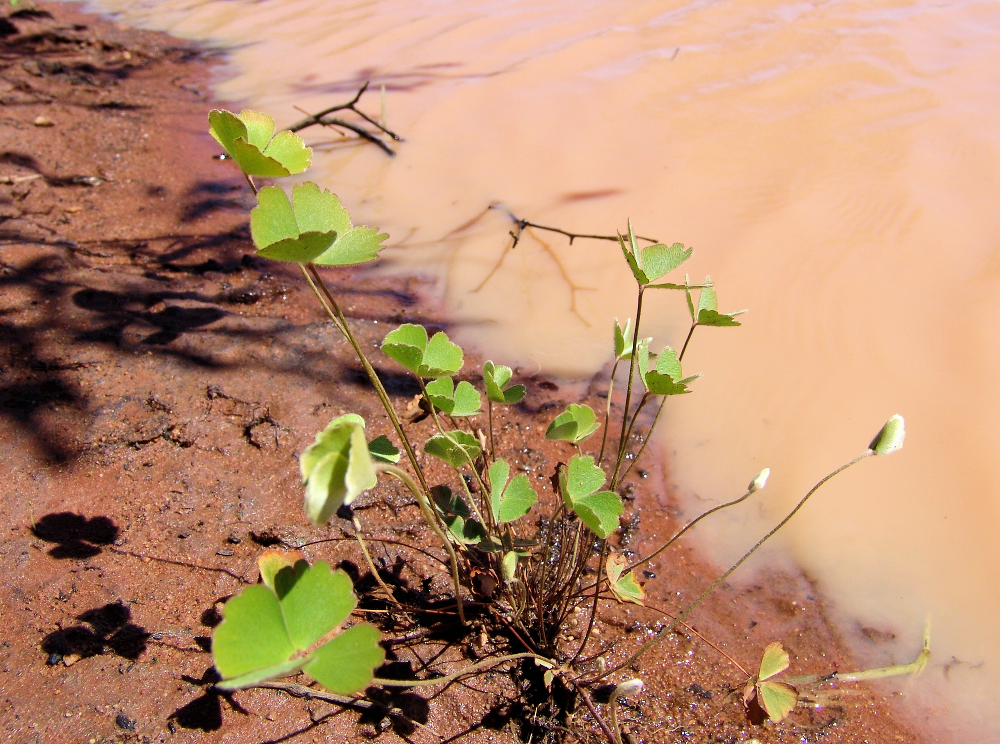 Nardoo (Marsilea drummondii) – Ausemade