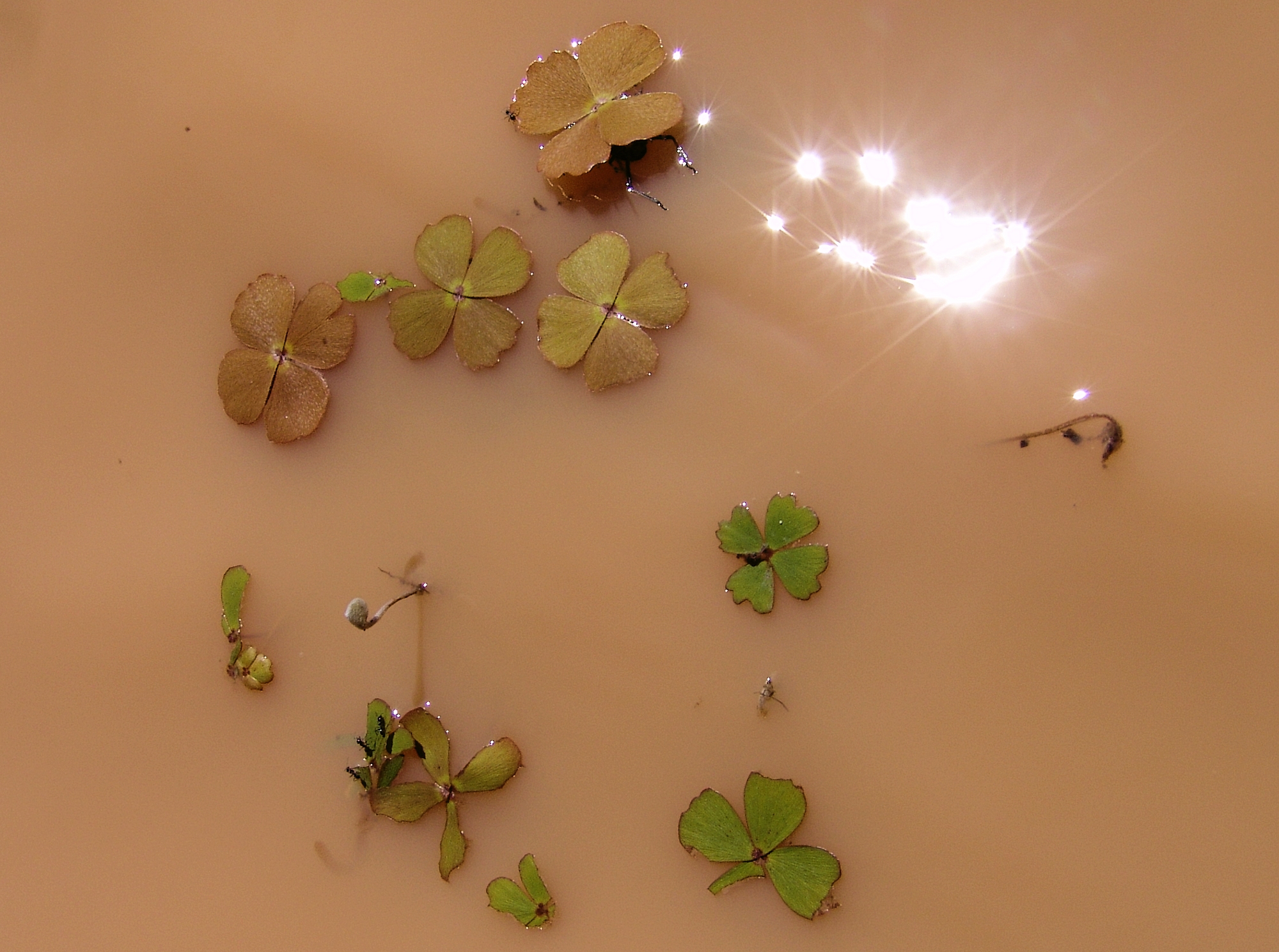 Nardoo (Marsilea drummondii) – Ausemade