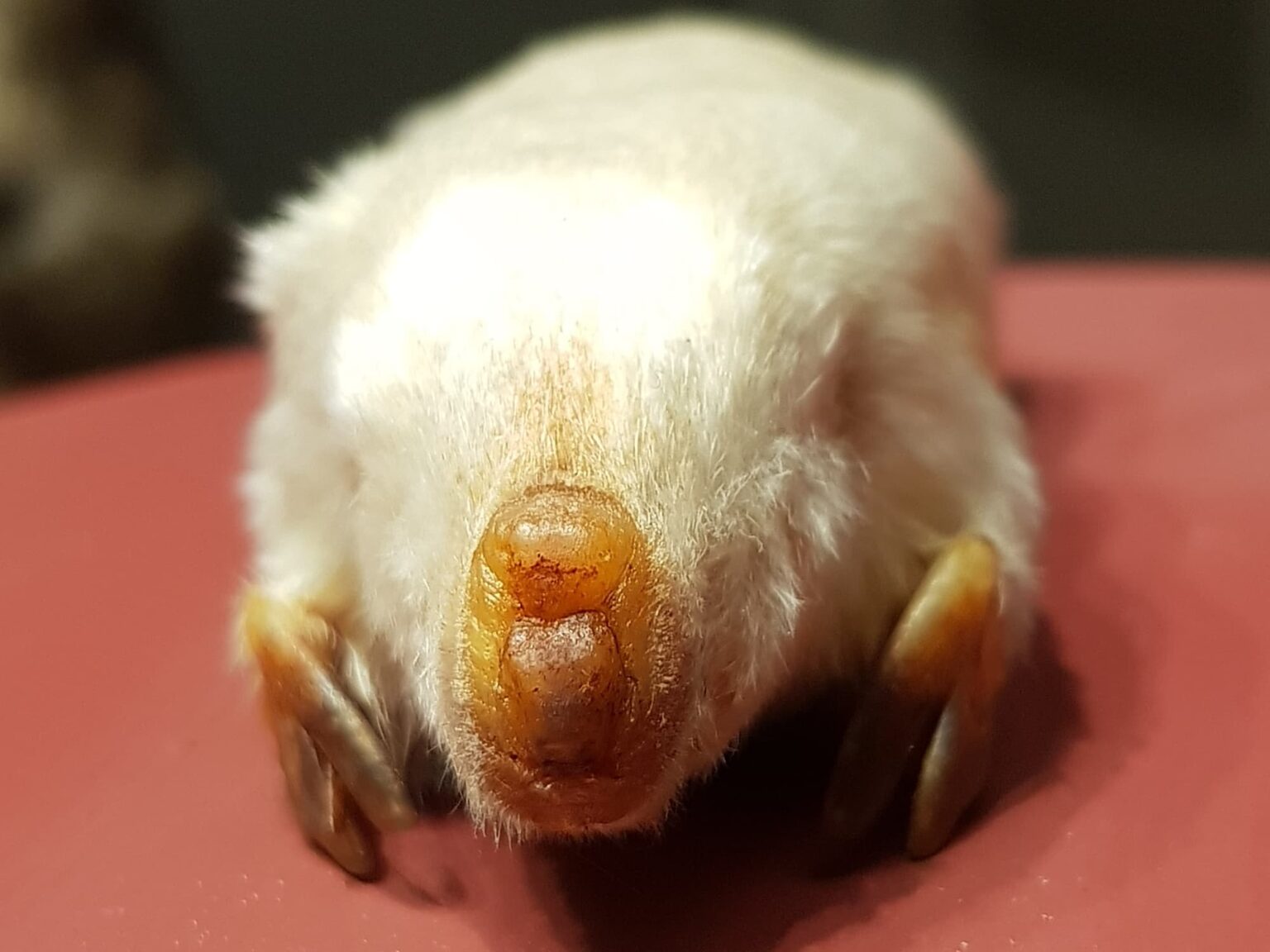 Marsupial Mole – Ausemade