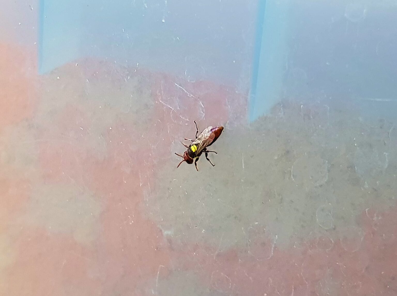 Hylaeus spp – Masked Bee – Ausemade