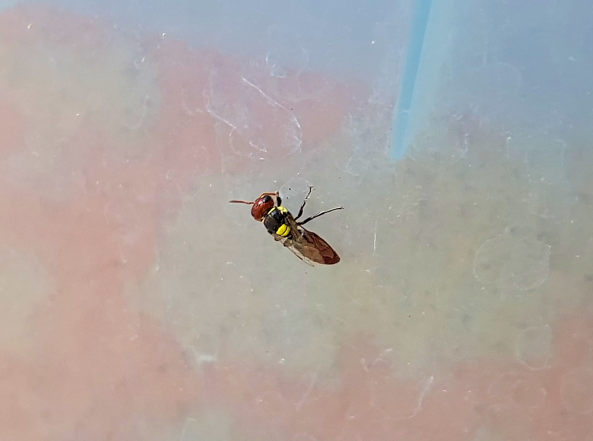 Hylaeus spp – Masked Bee – Ausemade