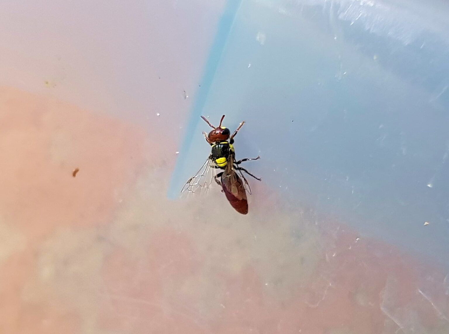 Hylaeus spp – Masked Bee – Ausemade