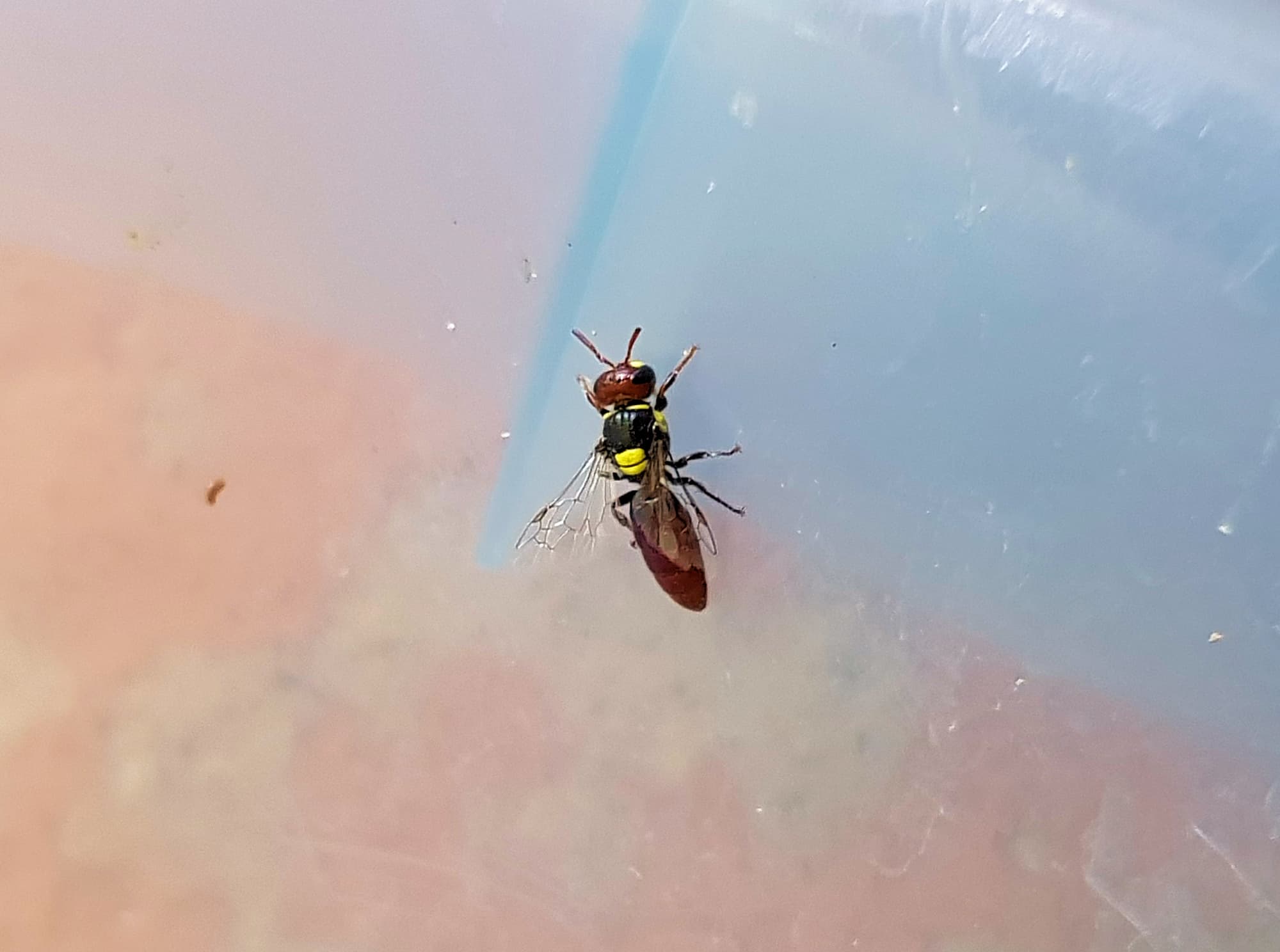 Hylaeus spp – Masked Bee – Ausemade