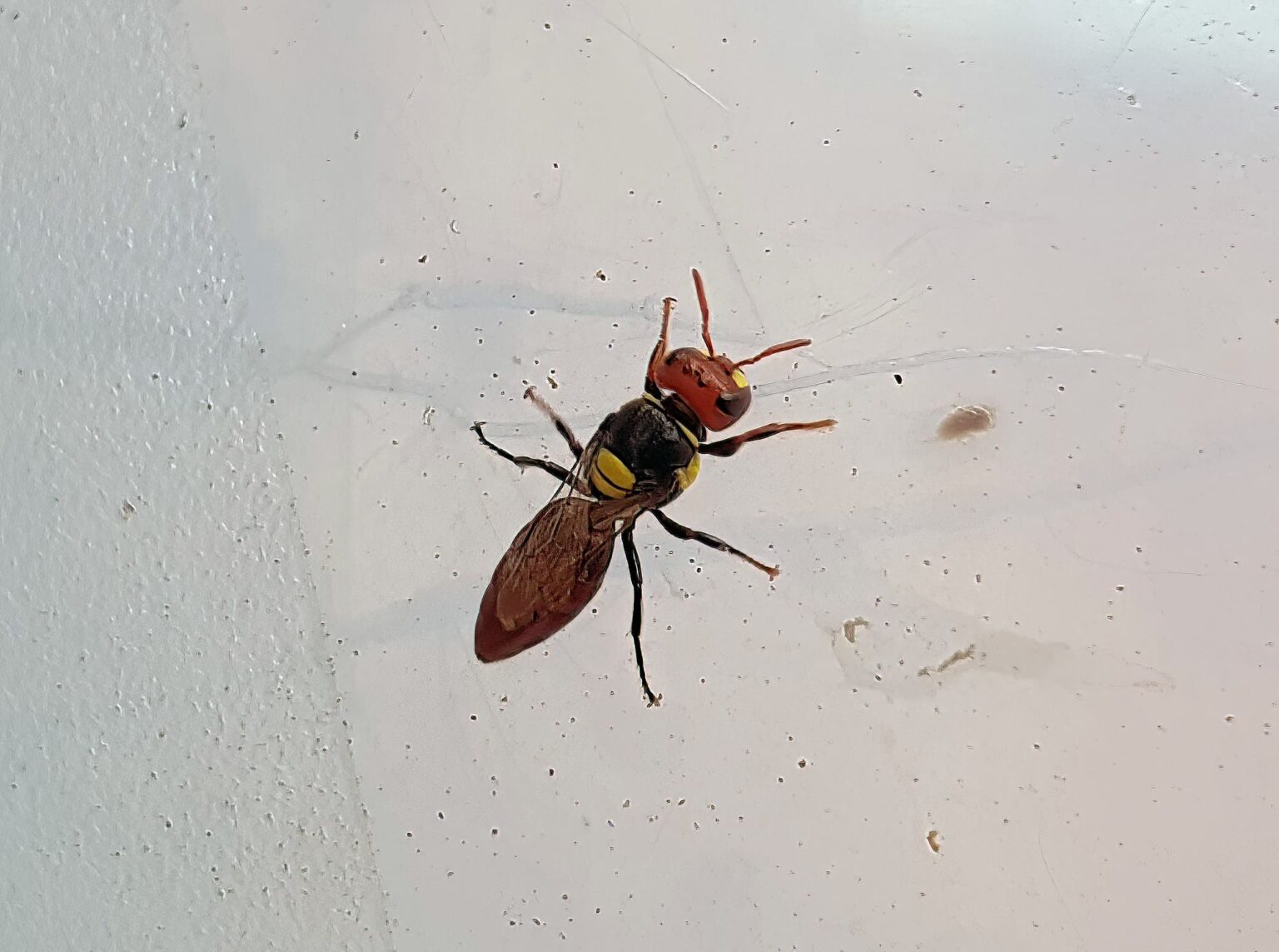 Hylaeus spp – Masked Bee – Ausemade