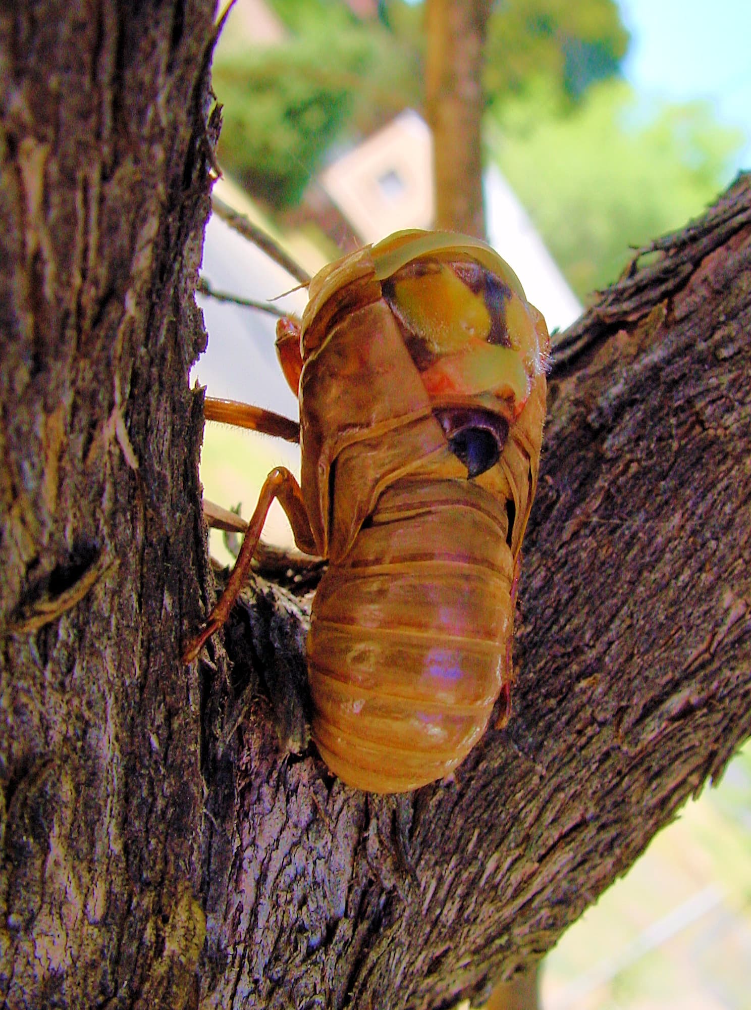 Masked Devil (Cyclochila australasiae) — Cicada – Ausemade