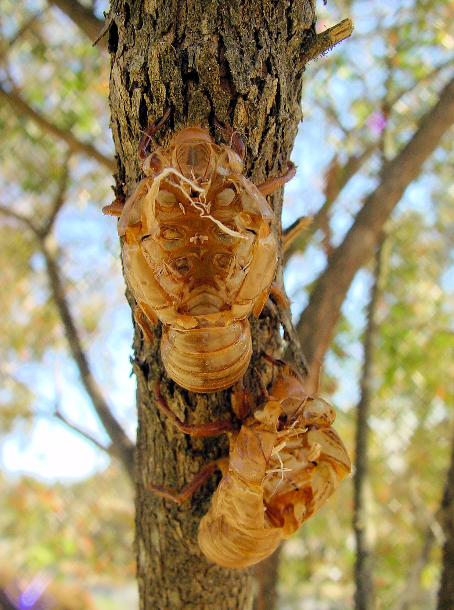Masked Devil (Cyclochila australasiae) — Cicada – Ausemade