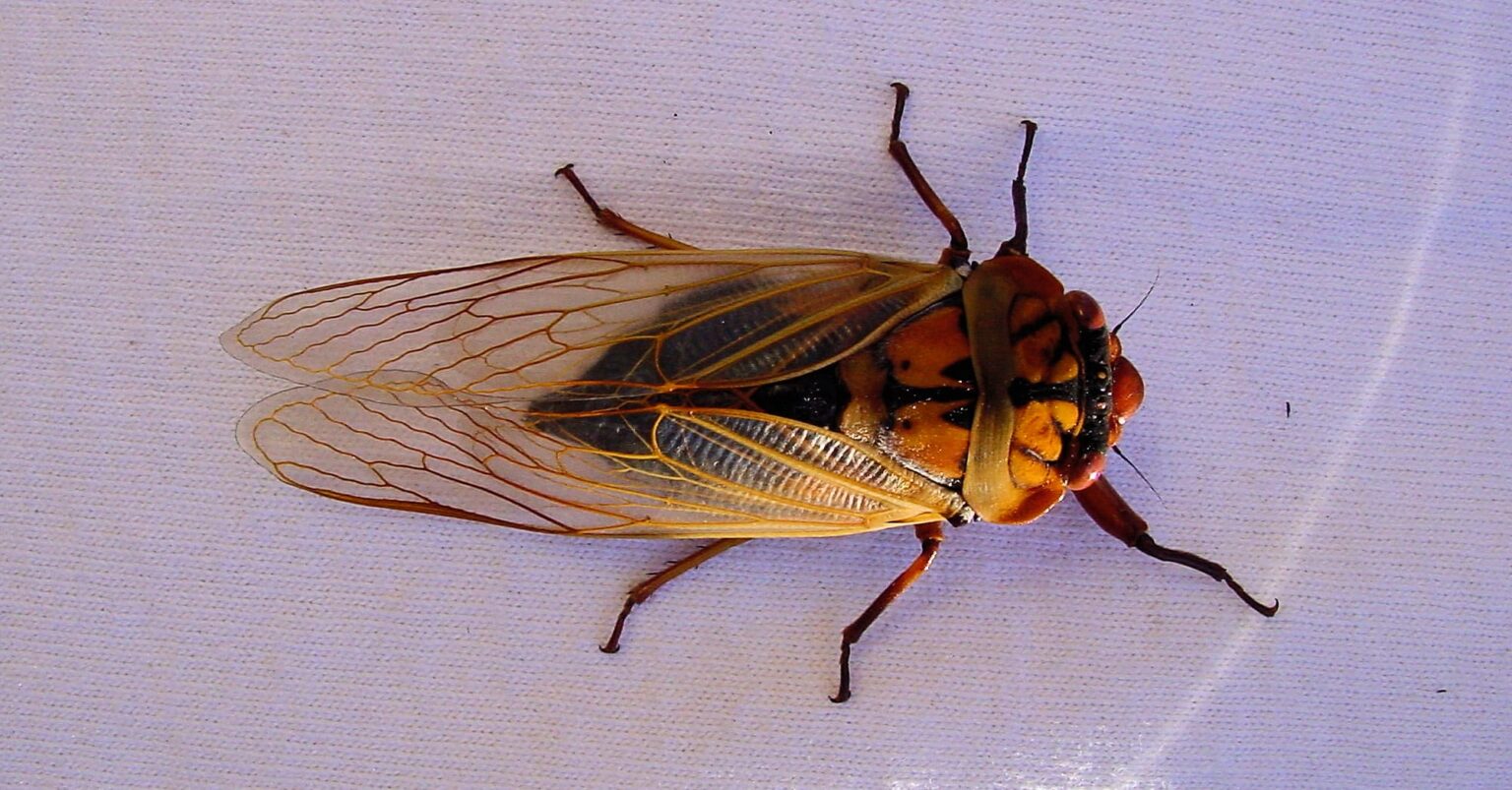 Masked Devil (Cyclochila australasiae) — Cicada – Ausemade