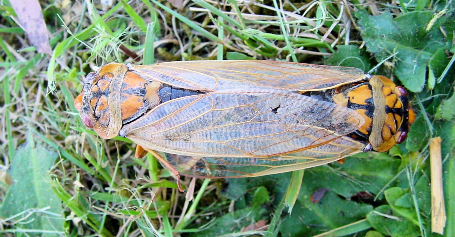 Masked Devil (Cyclochila australasiae) — Cicada – Ausemade