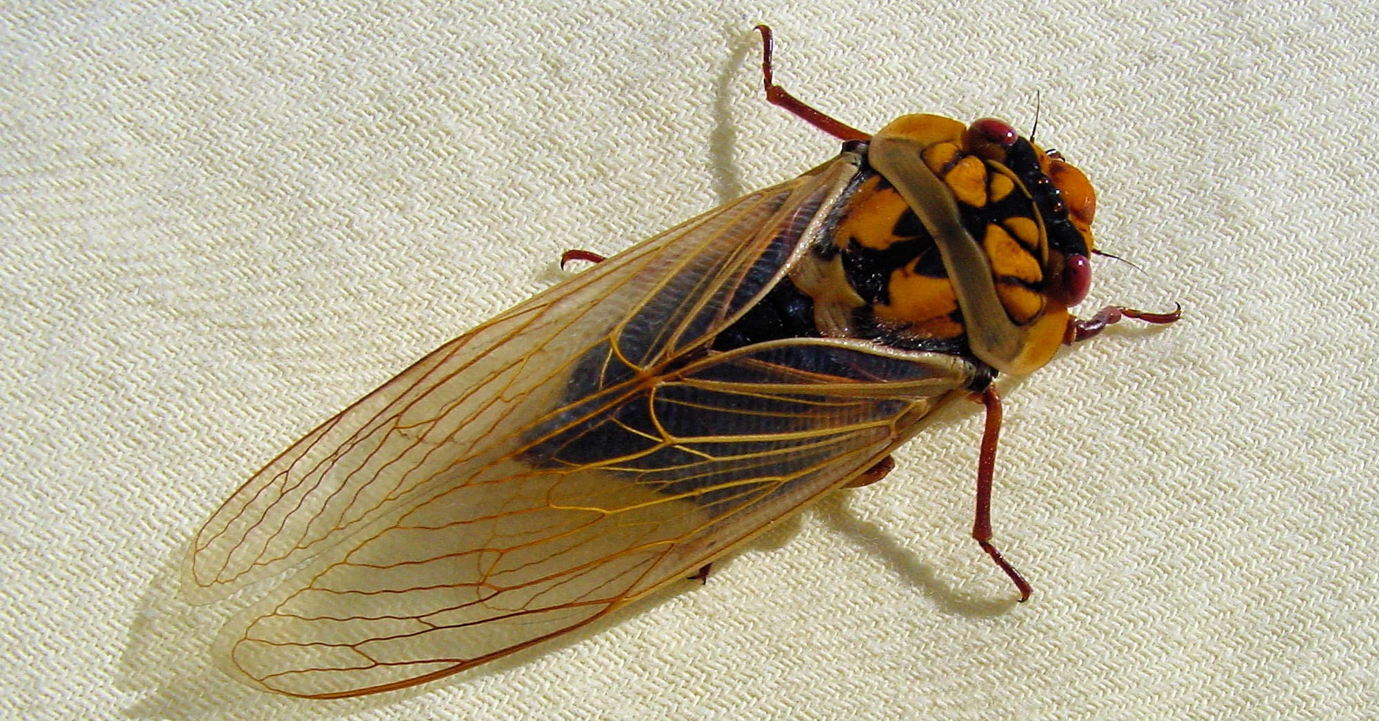 Masked Devil (Cyclochila australasiae) — Cicada – Ausemade