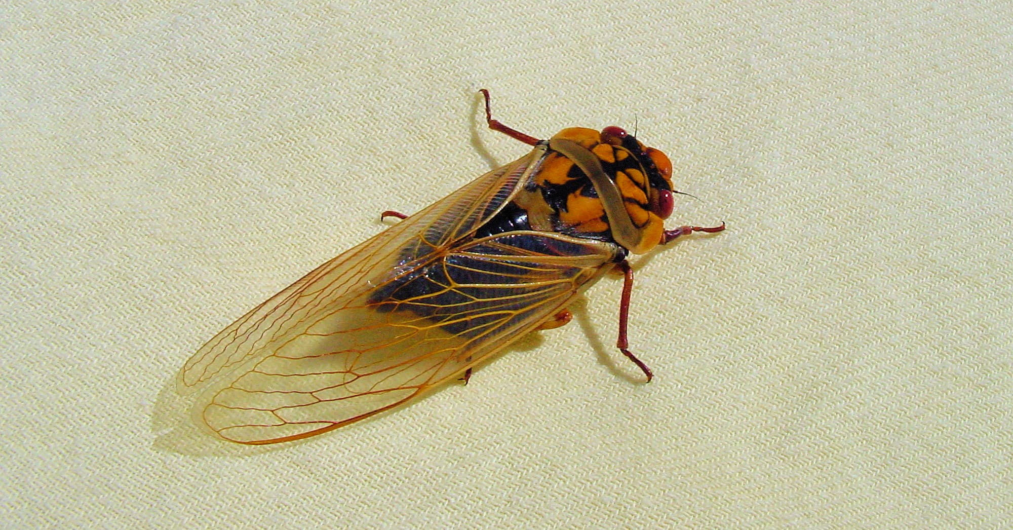 Masked Devil (Cyclochila australasiae) — Cicada – Ausemade