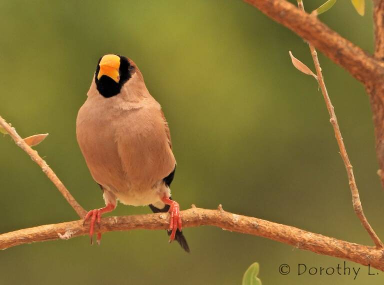 Masked Finch – Ausemade